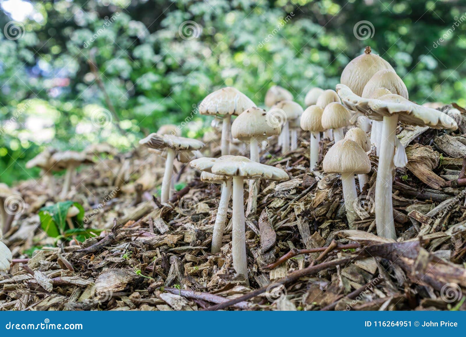 Multiple White Toadstools Macro Image Stock Image - Image of spring ...