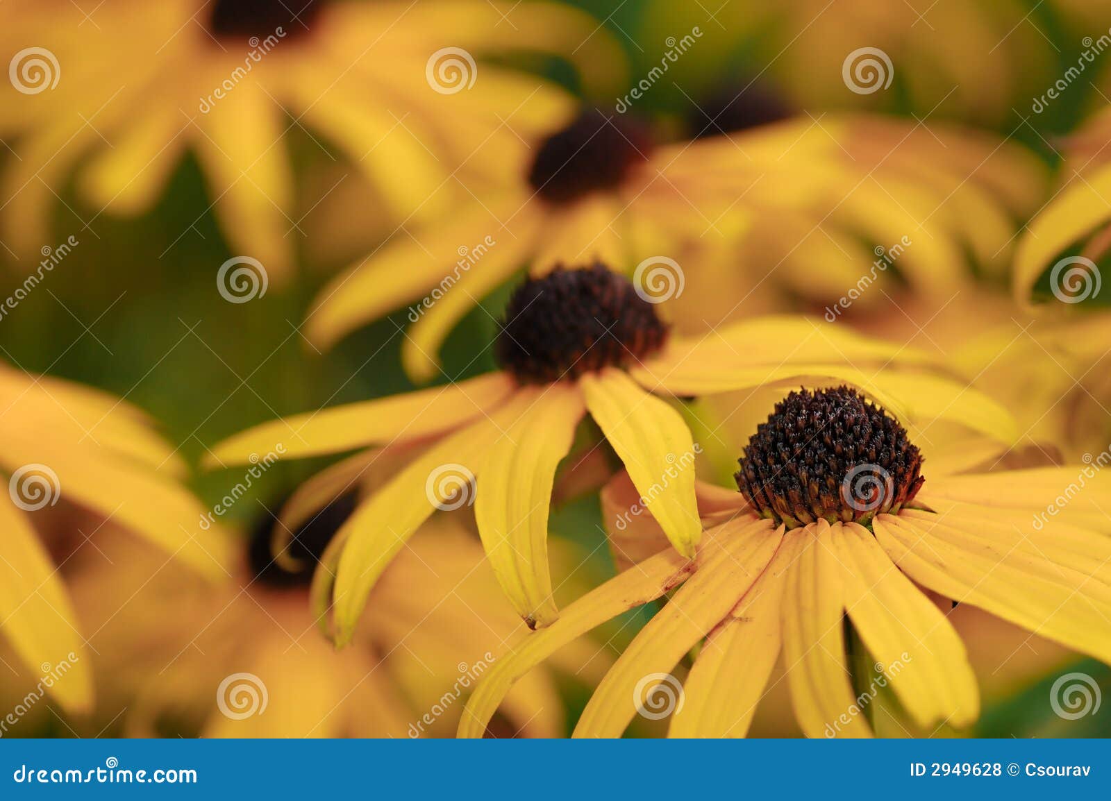 Multiple yellow flowers stock photo. Image of concepts - 2949628