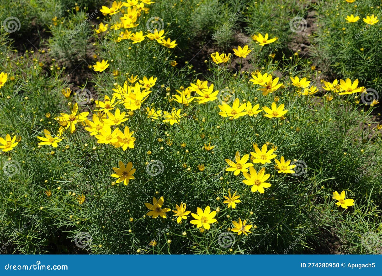 Multiple Yellow Flowers of Coreopsis Verticillata Stock Photo - Image ...