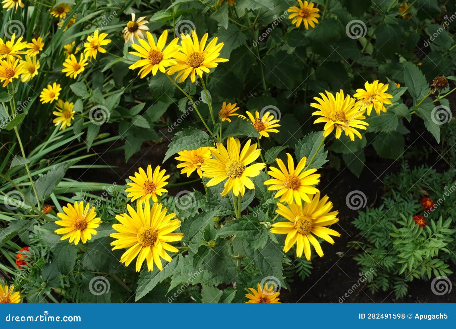 Multiple Yellow Flowers of Heliopsis Helianthoides Stock Photo - Image ...
