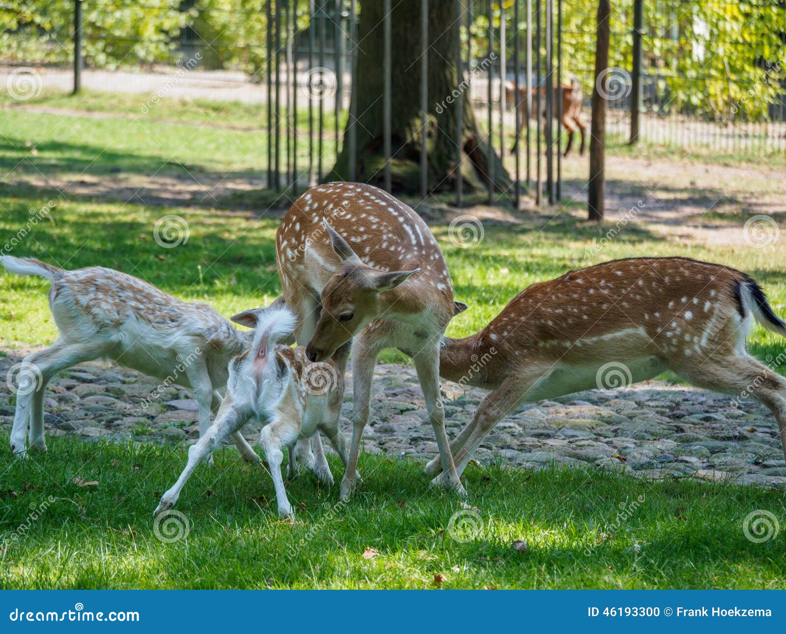 Multiple Young Deer Drinking Stock Photo - Image of baby, milk: 46193300