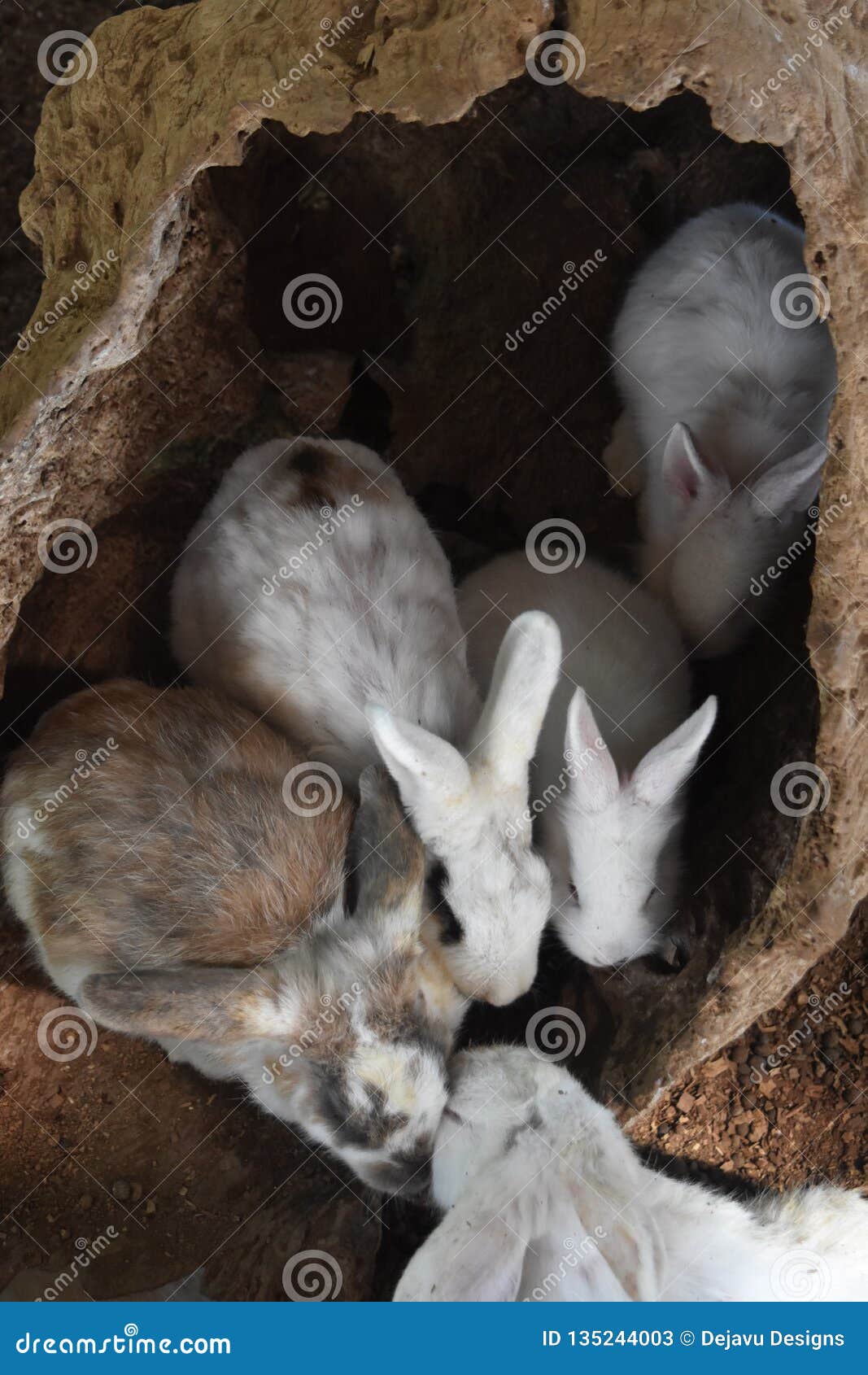 They are Multiplying! Group of Wild Rabbits in a Log Stock Image ...