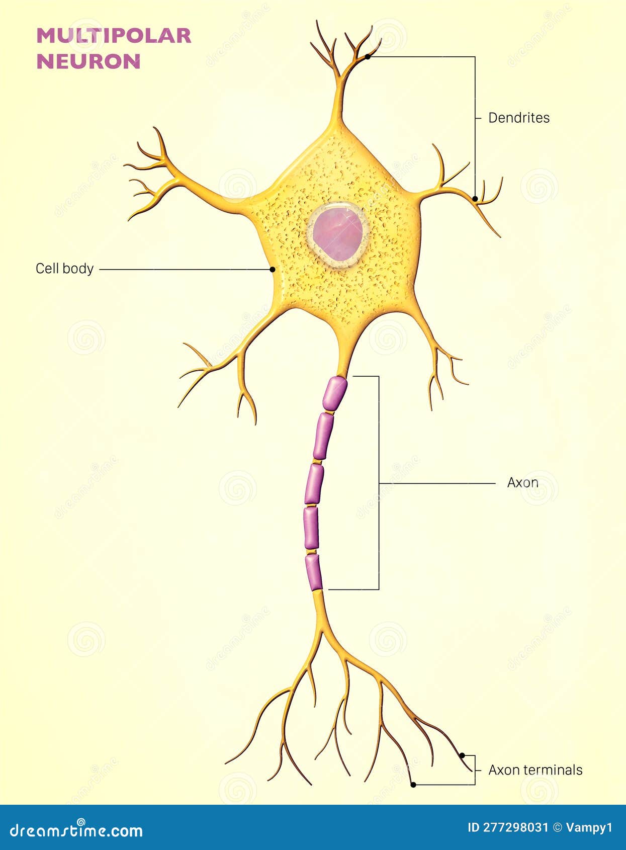 A Multipolar Neuron is a Type of Neuron that Possesses a Single Axon ...
