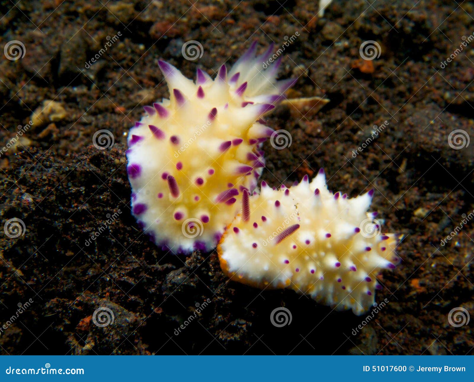 Multituberculata Nudibranch 01 De Mexichromis Foto de archivo - Imagen ...
