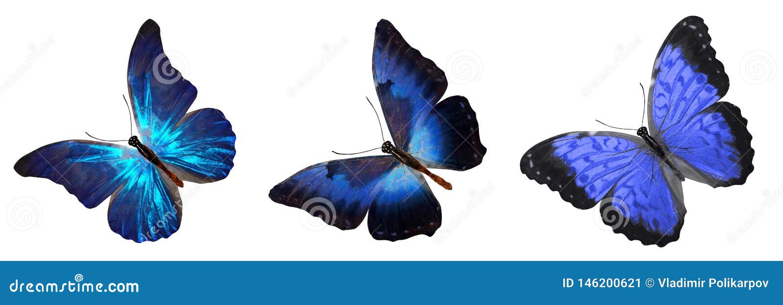 Multitud De Las Mariposas Azules Aisladas En Blanco Imagen de archivo ...