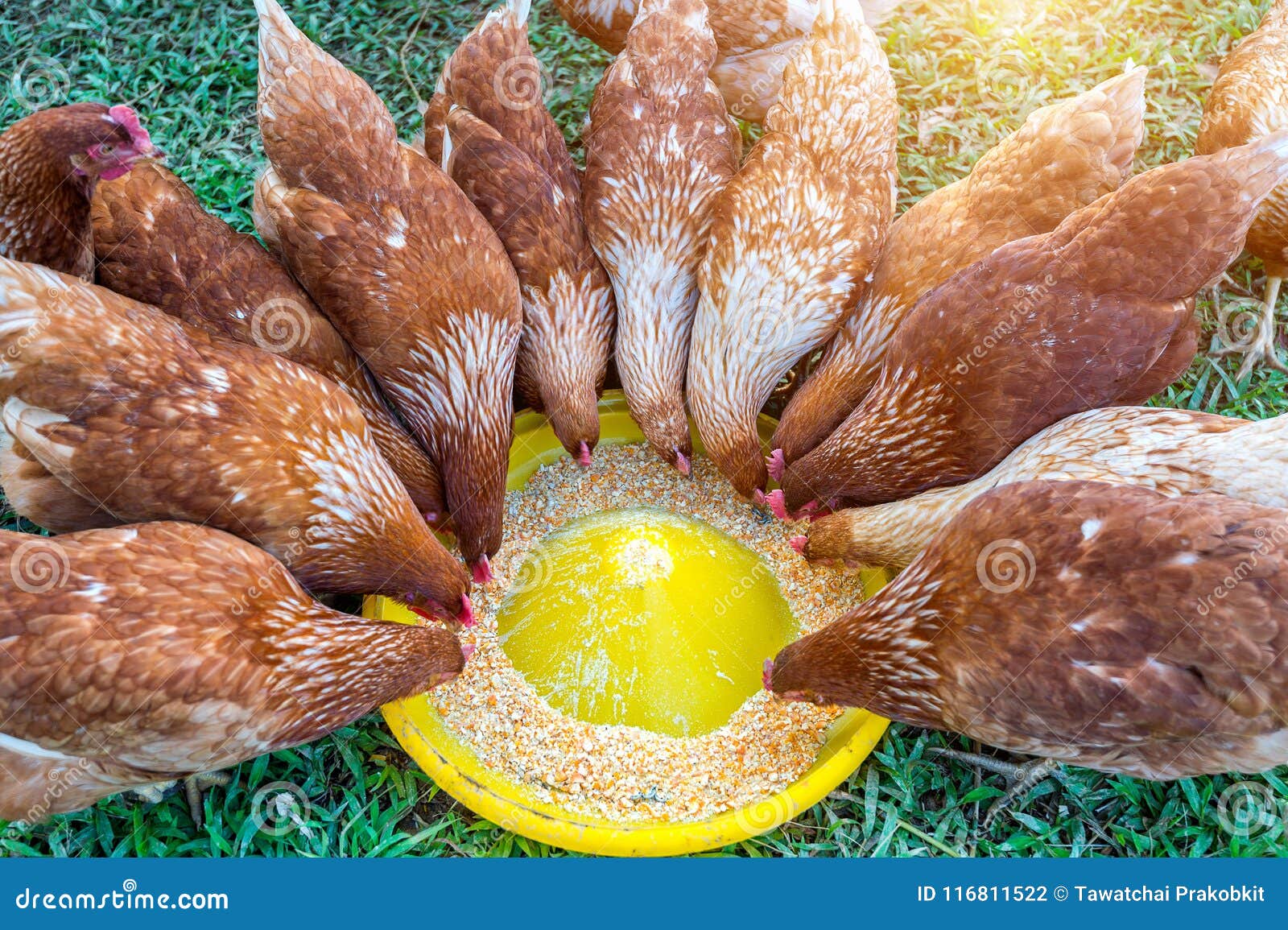 Multitud De Los Pollos Que Comen La Comida Foto de archivo - Imagen de ...