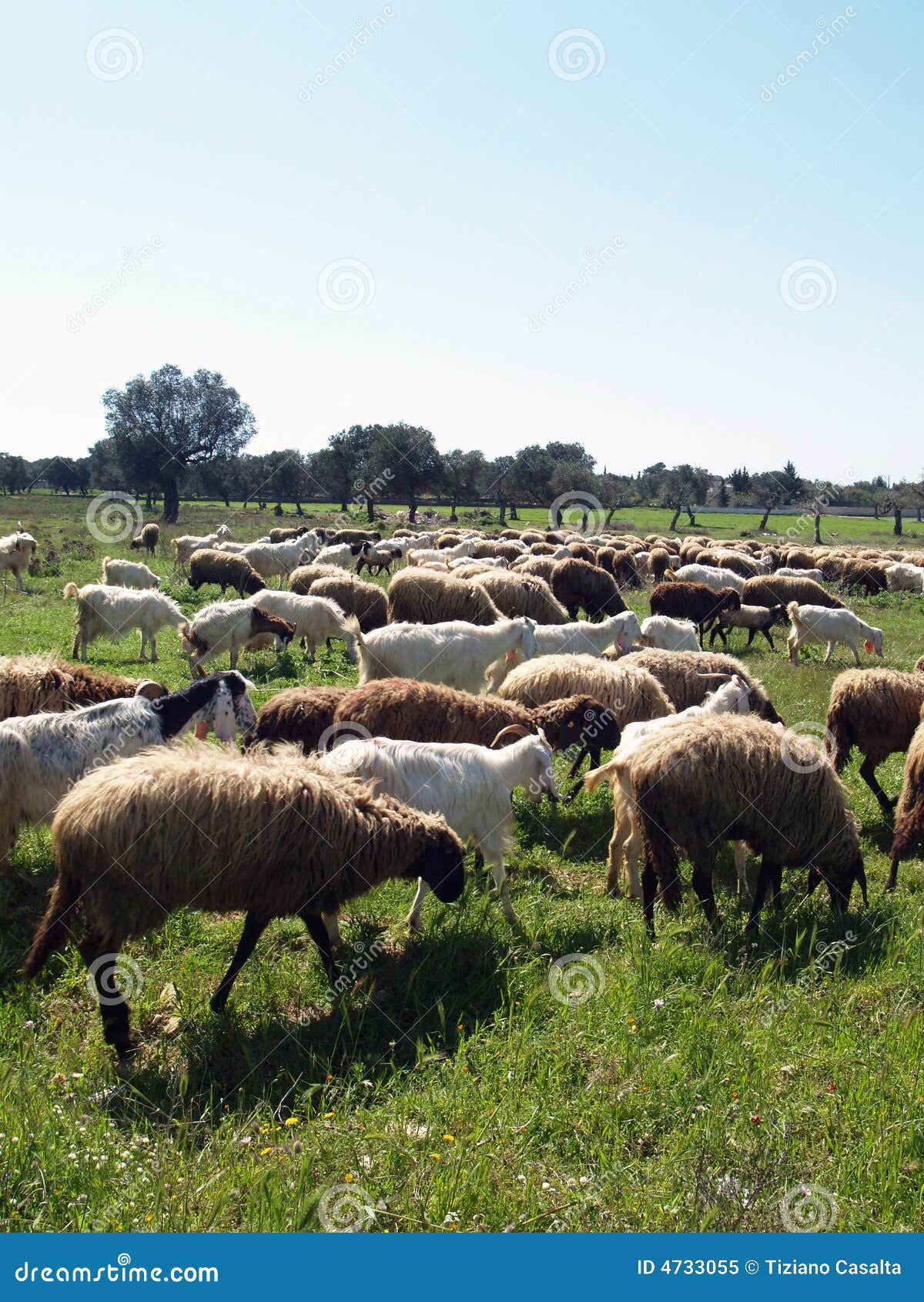 Multitud de ovejas imagen de archivo. Imagen de pasto - 4733055