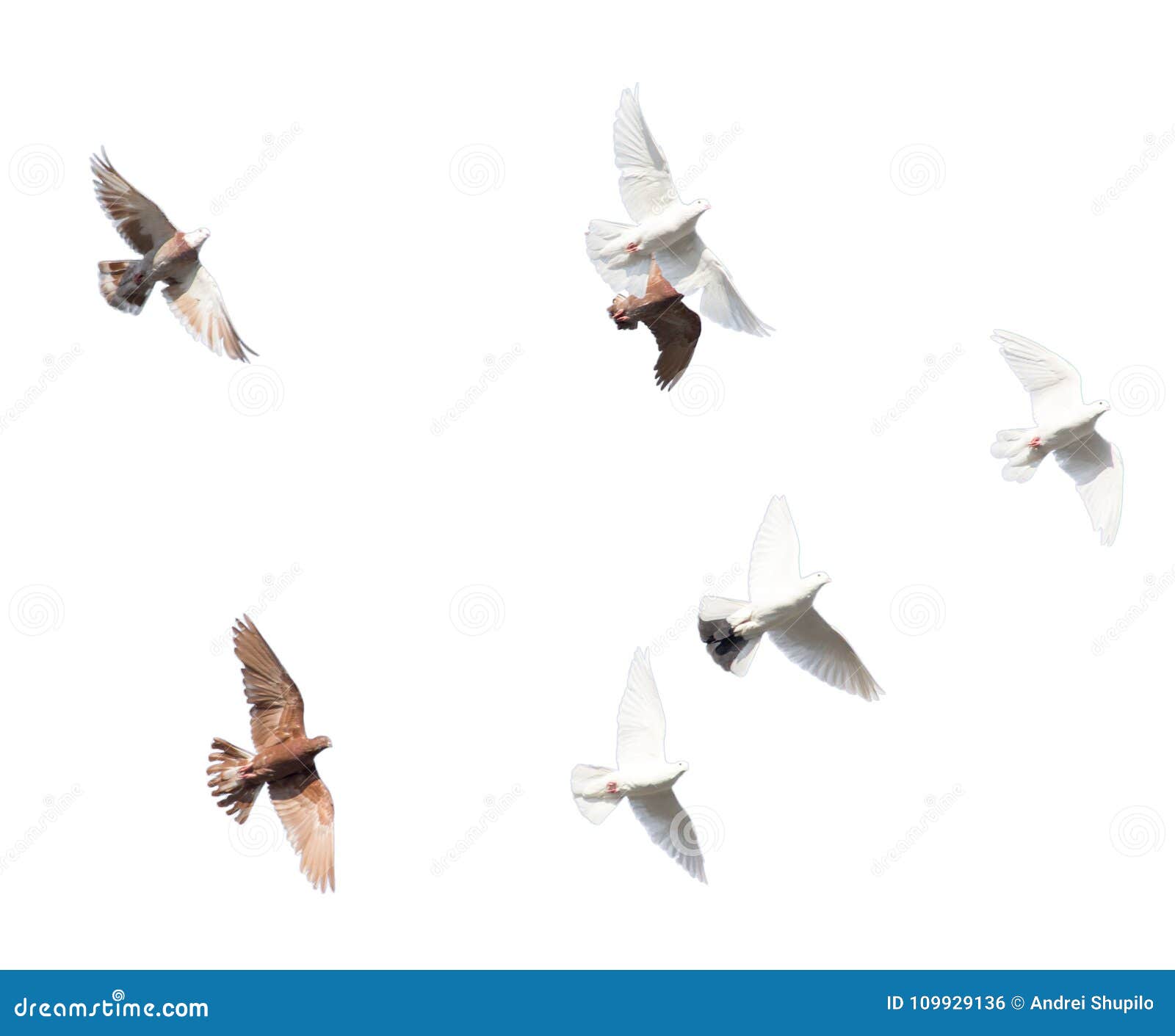 Multitud De Palomas En Un Fondo Blanco Foto de archivo - Imagen de ...