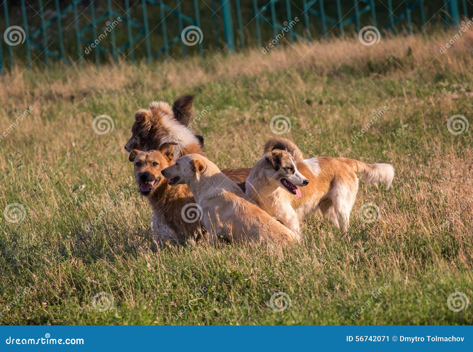 Multitud De Perros Perdidos En La Hierba Imagen de archivo - Imagen de ...
