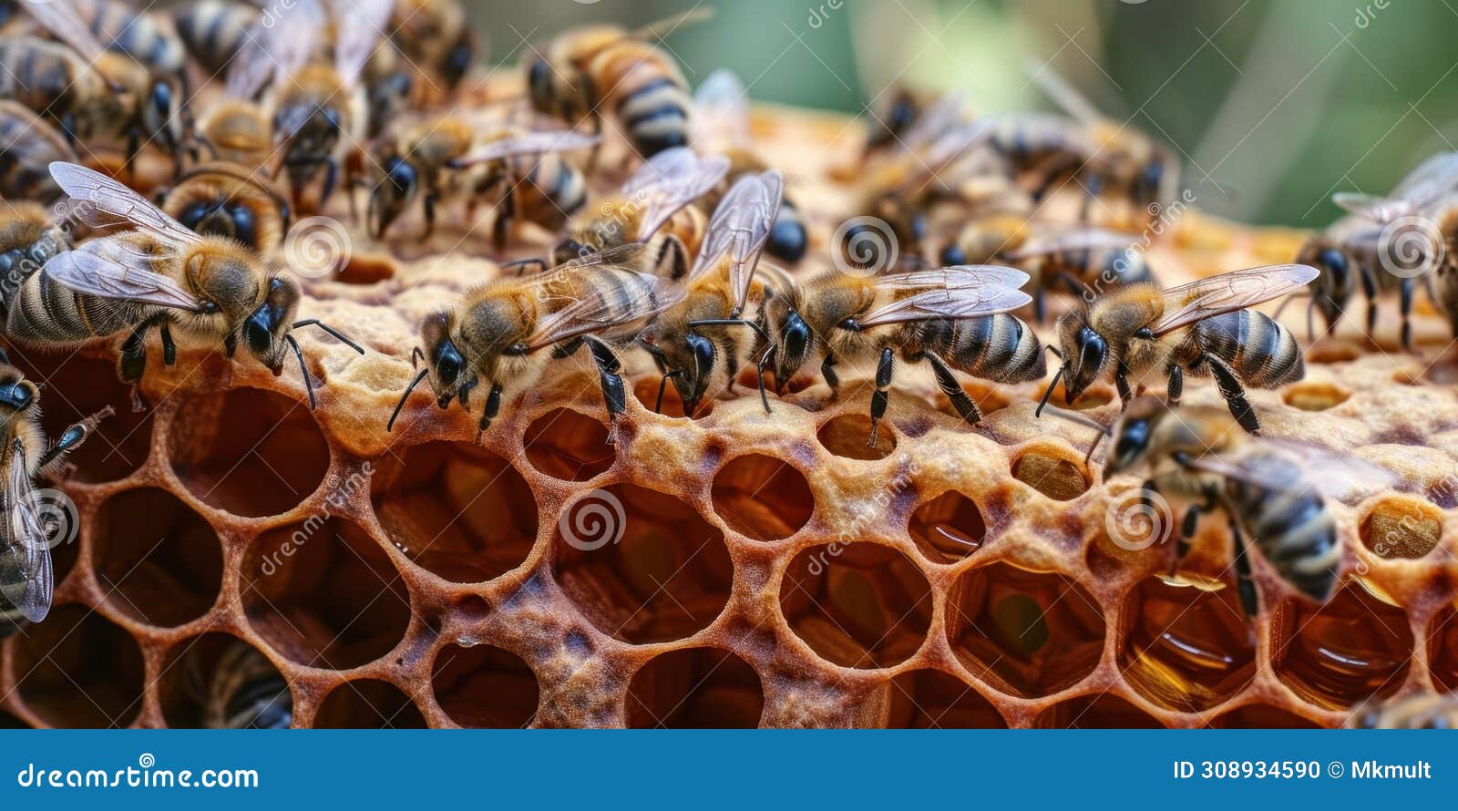 Bees Inside Beehive stock photo. Image of pollen, bees - 308934590