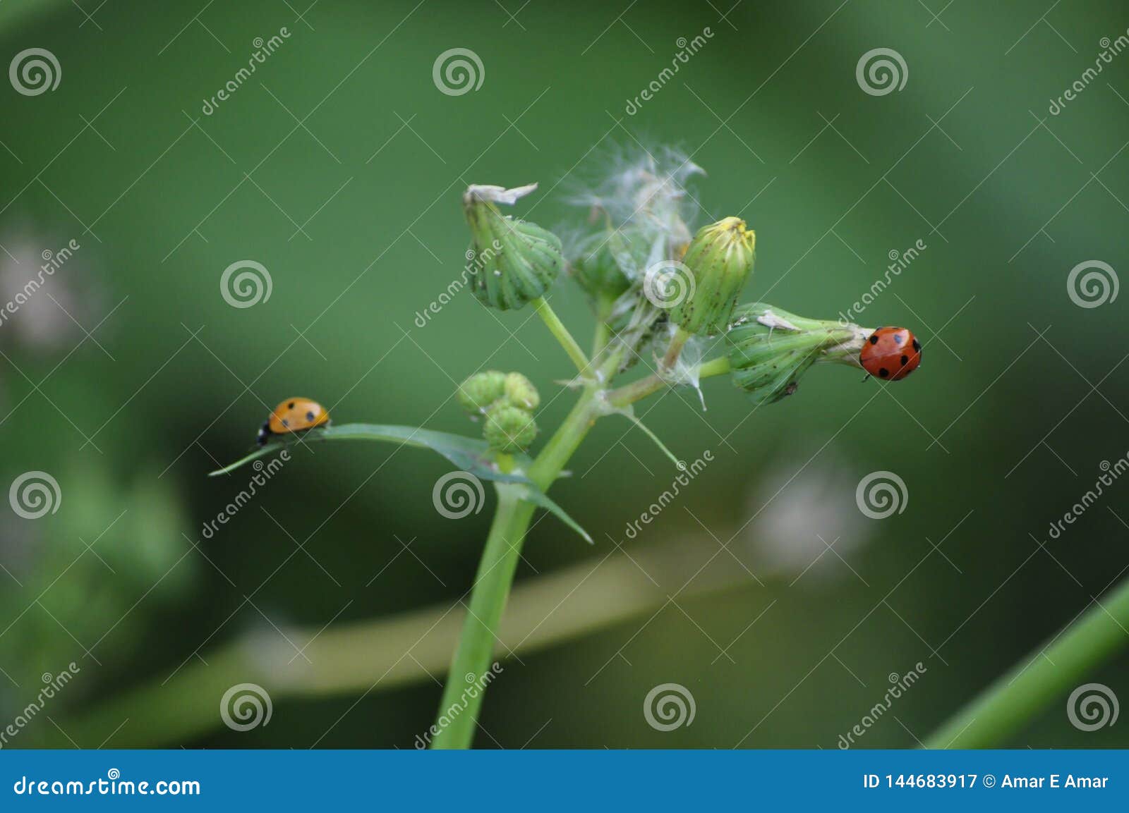 Multitude Colored Ladybugs/Ladybirds in a Single Shot Stock Image ...