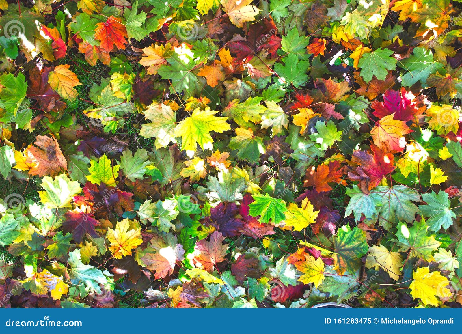 Multitude of Colors of Autumn Foliage on the Ground Stock Image - Image ...