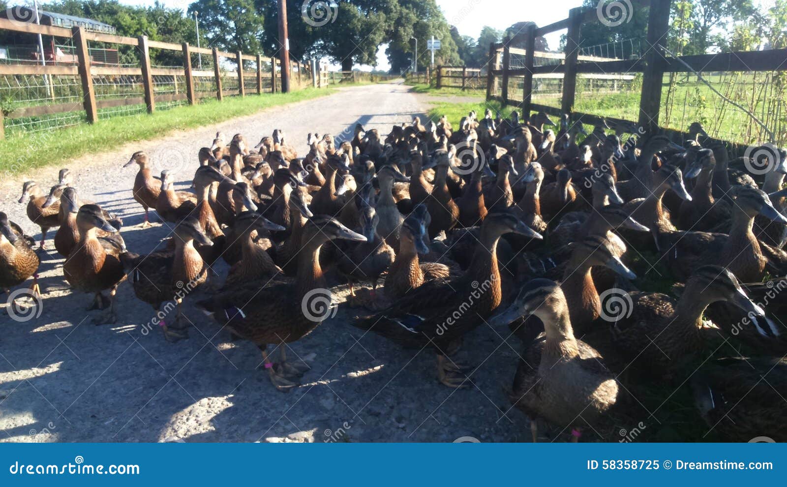 A Multitude of Ducks Going for a Walk Stock Image - Image of brown ...