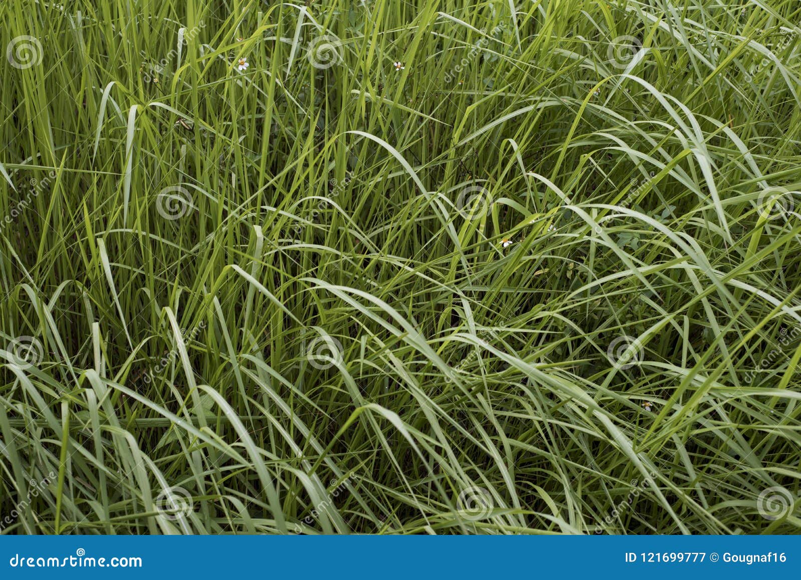 Long Grass Blades Stock Photos - Royalty Free Stock Images