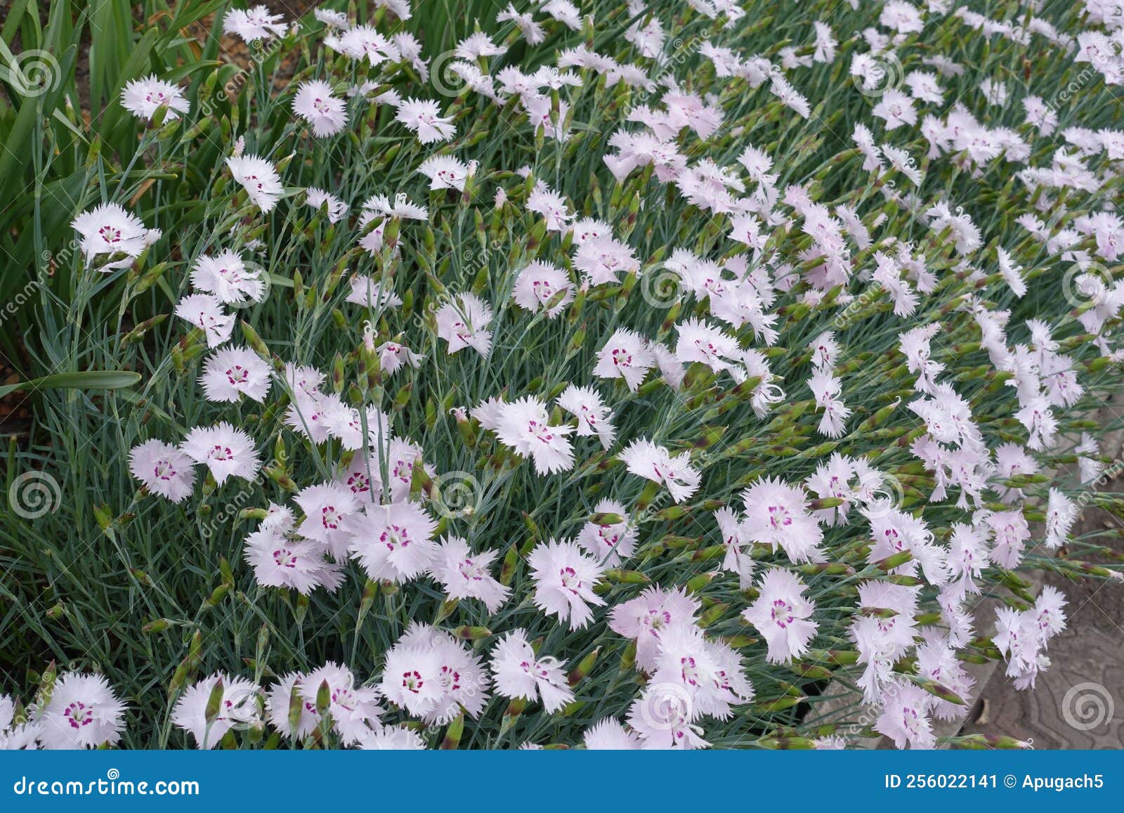 Multitude of Pale Pink Flowers and Buds of Garden Pink Stock Image ...