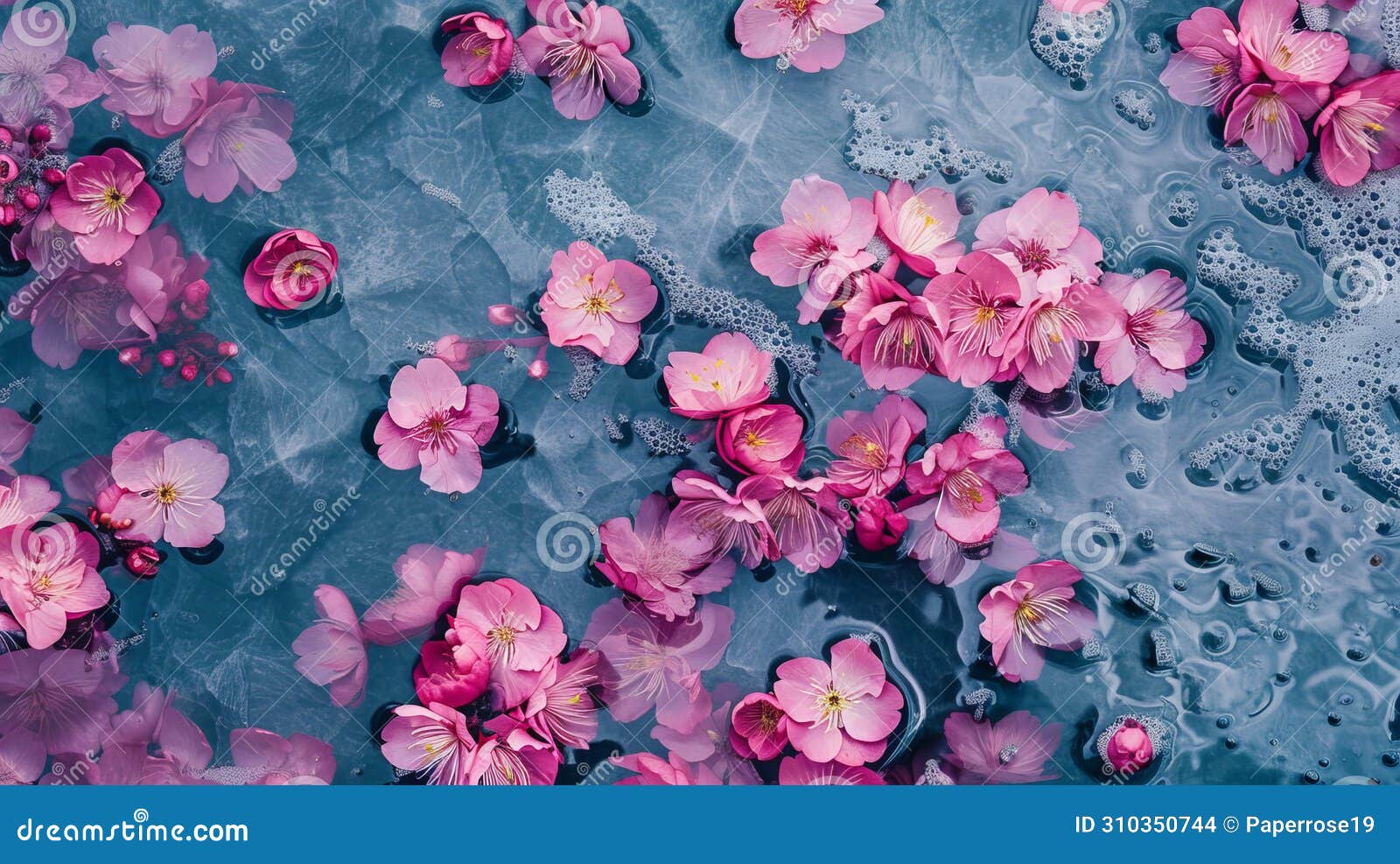 A Multitude of Pink Cherry Blossoms Floating on the Surface of Clear ...