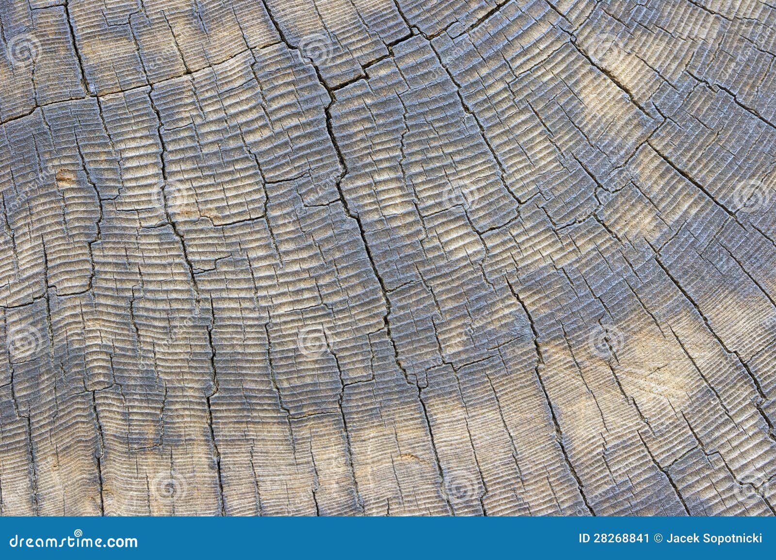 Multitude of Sequoia Tree Rings Stock Image - Image of concentric ...