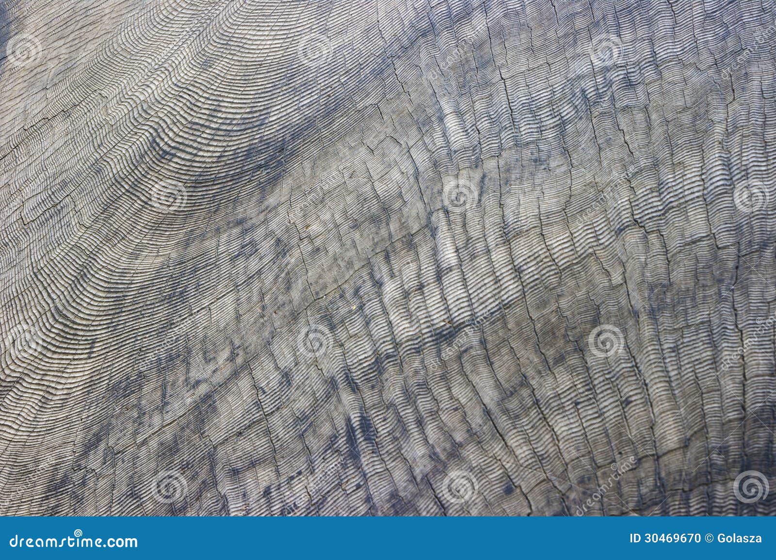 Multitude of Sequoia Tree Rings Stock Photo - Image of wood, circle ...