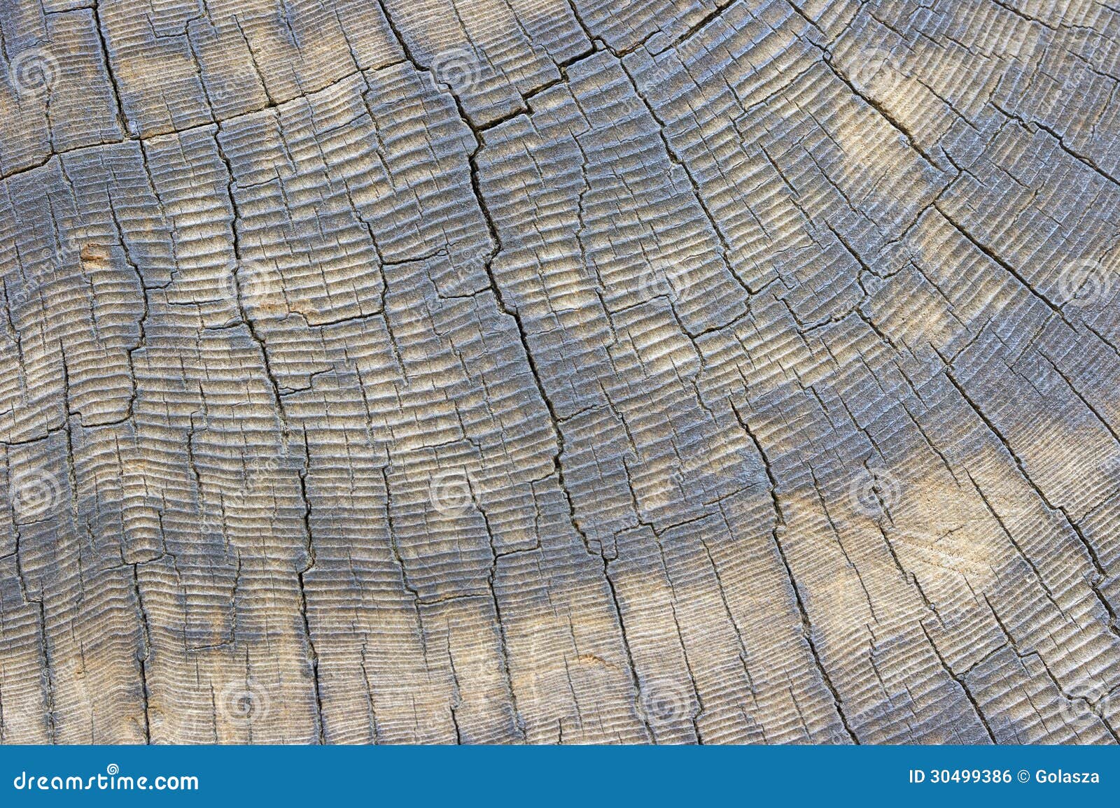 Multitude of Sequoia Tree Rings Stock Photo - Image of plant, circle ...