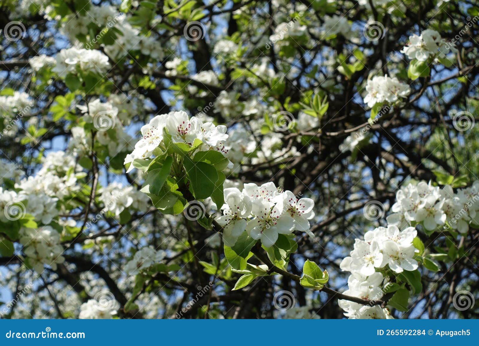 Multitude of White Flowers of Pear Tree in April Stock Photo - Image of ...