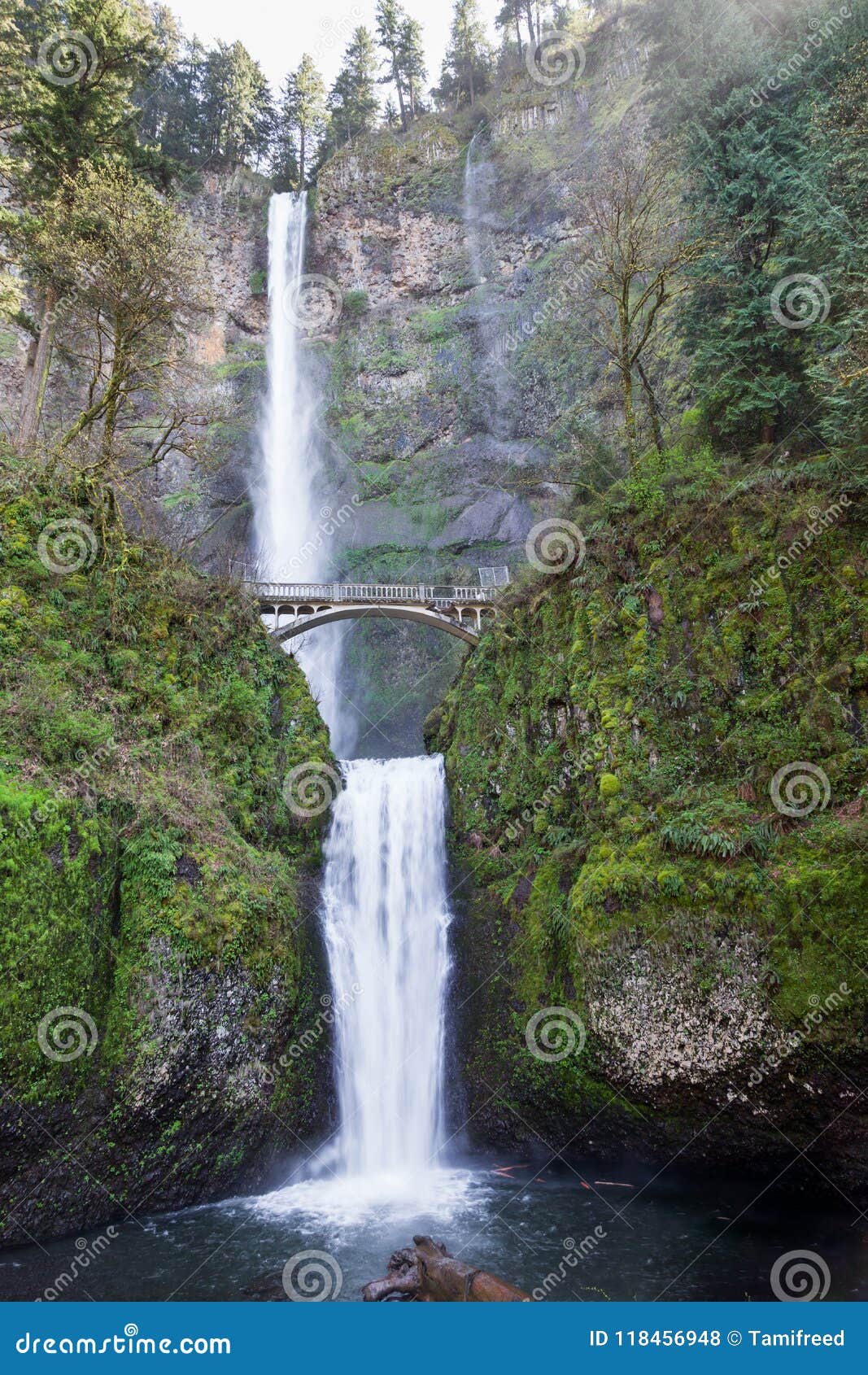 Multnomah Falls in Spring stock photo. Image of multnomah - 118456948