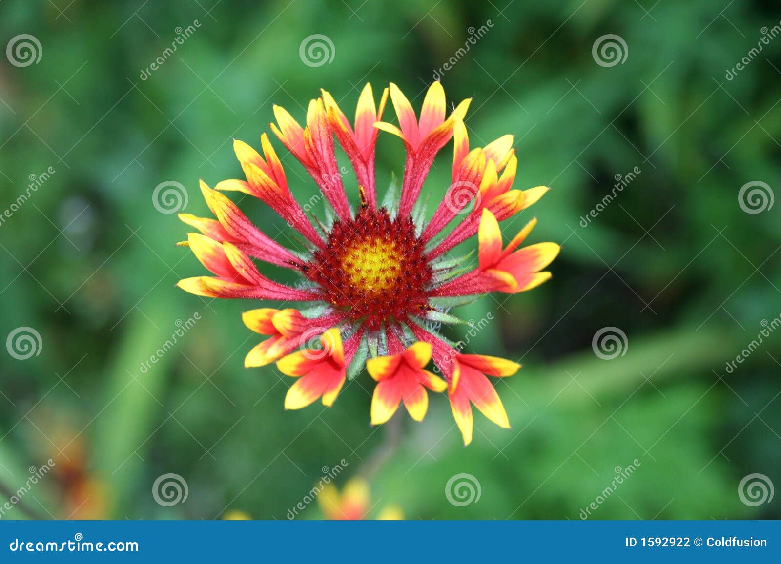 Multy flower stock photo. Image of fauna, scene, nature - 1592922