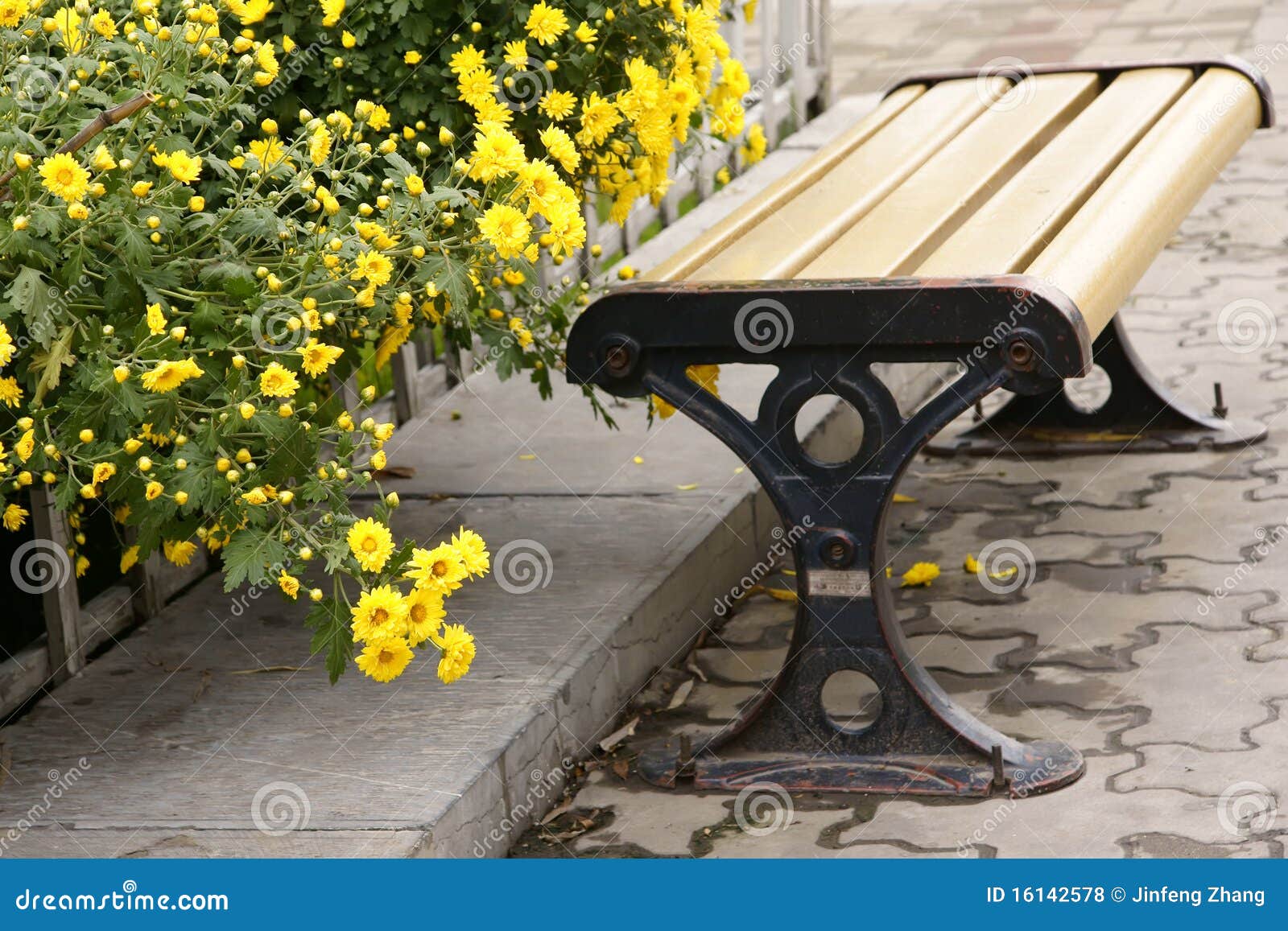 Mum and bench stock photo. Image of fall, stone, flower - 16142578