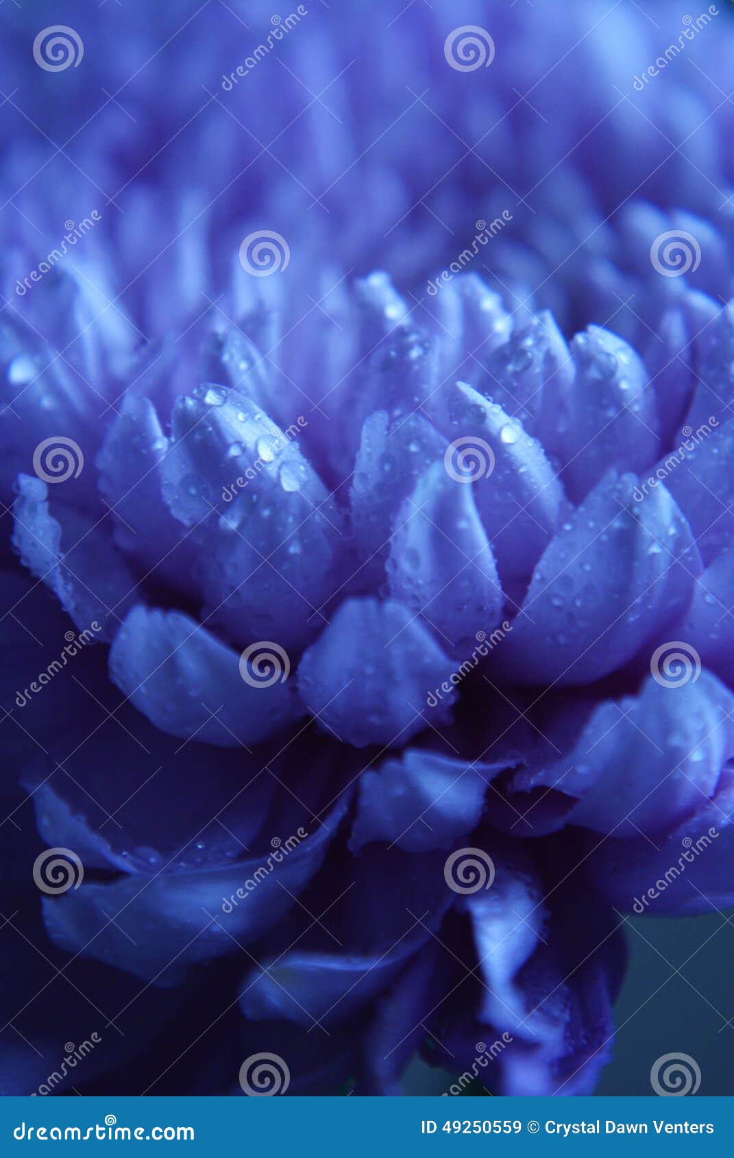 Mum stock image. Image of common, blue, pink, petals - 49250559