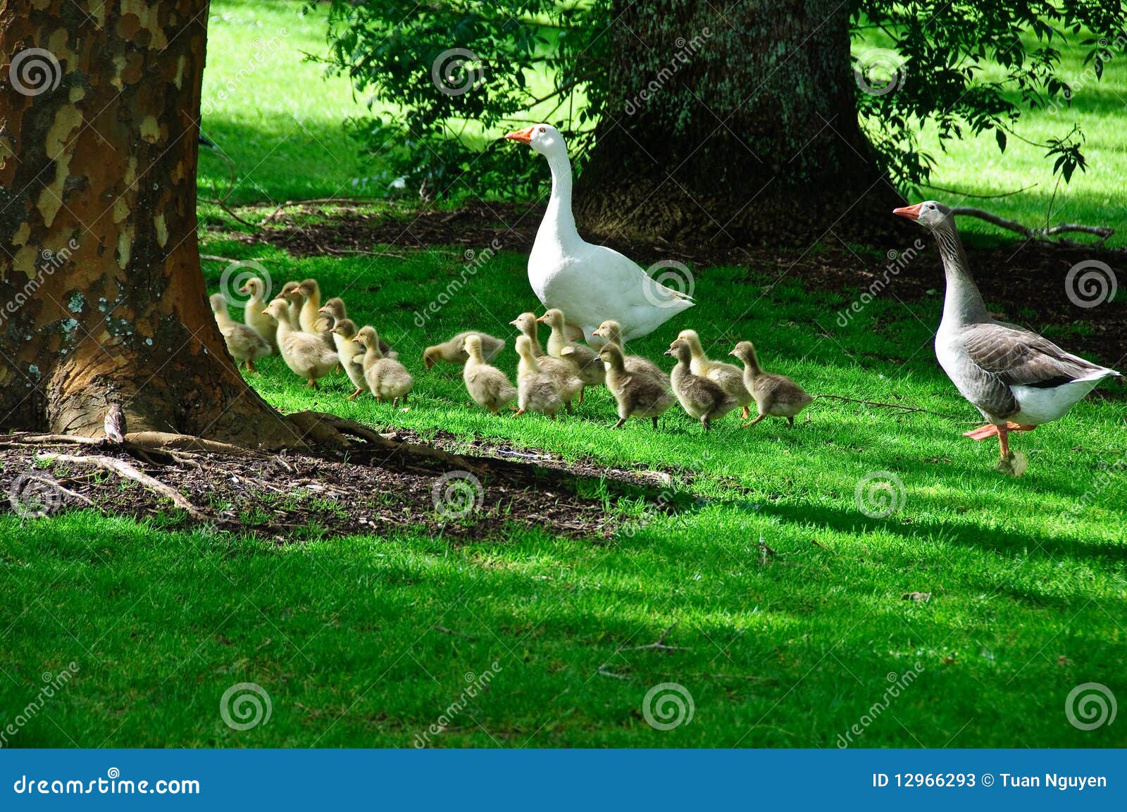 Mum and Dad Goose with Their Brood of Goslings Stock Image - Image of ...
