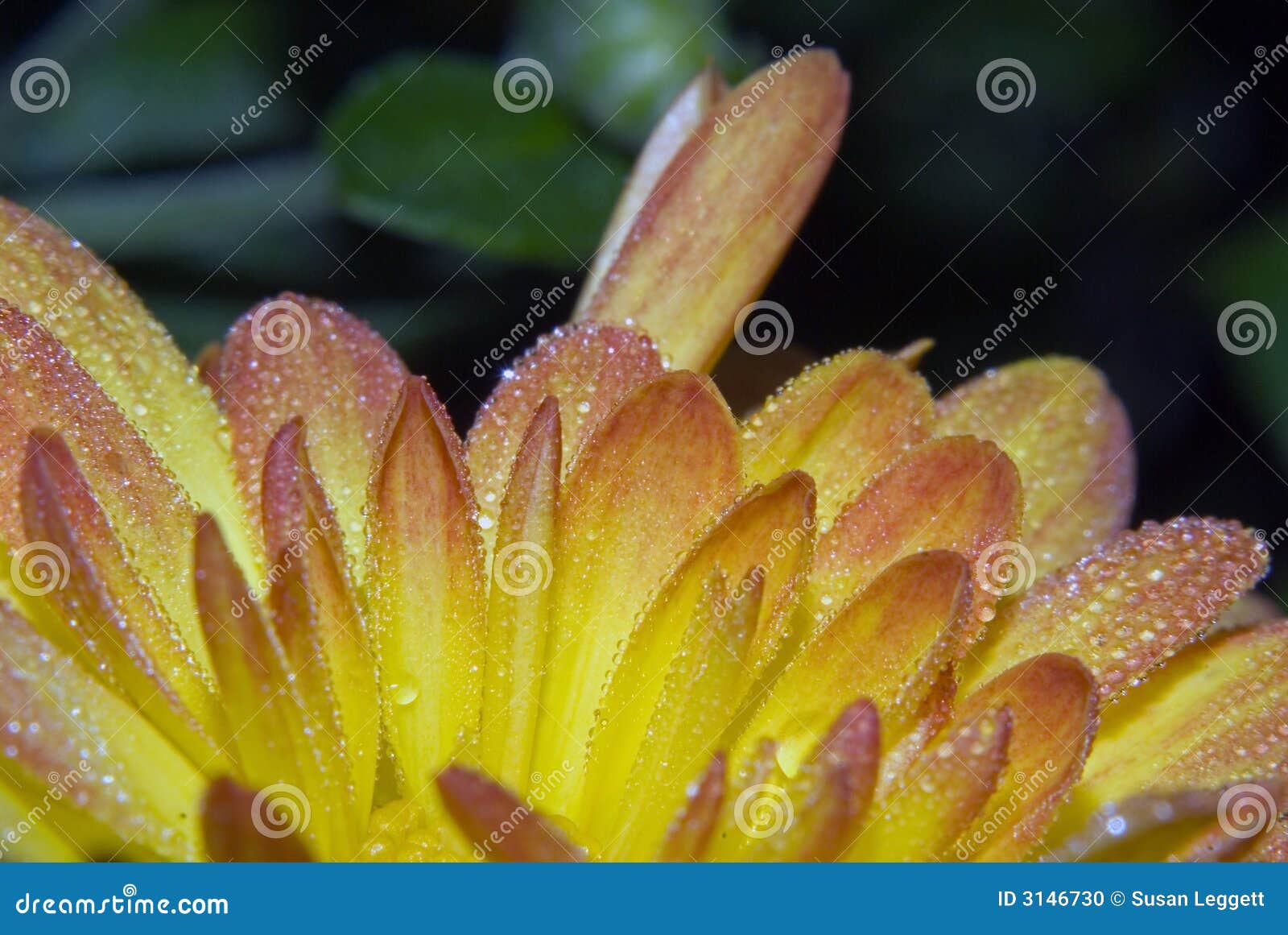 Mum With Dew Picture. Image: 3146730