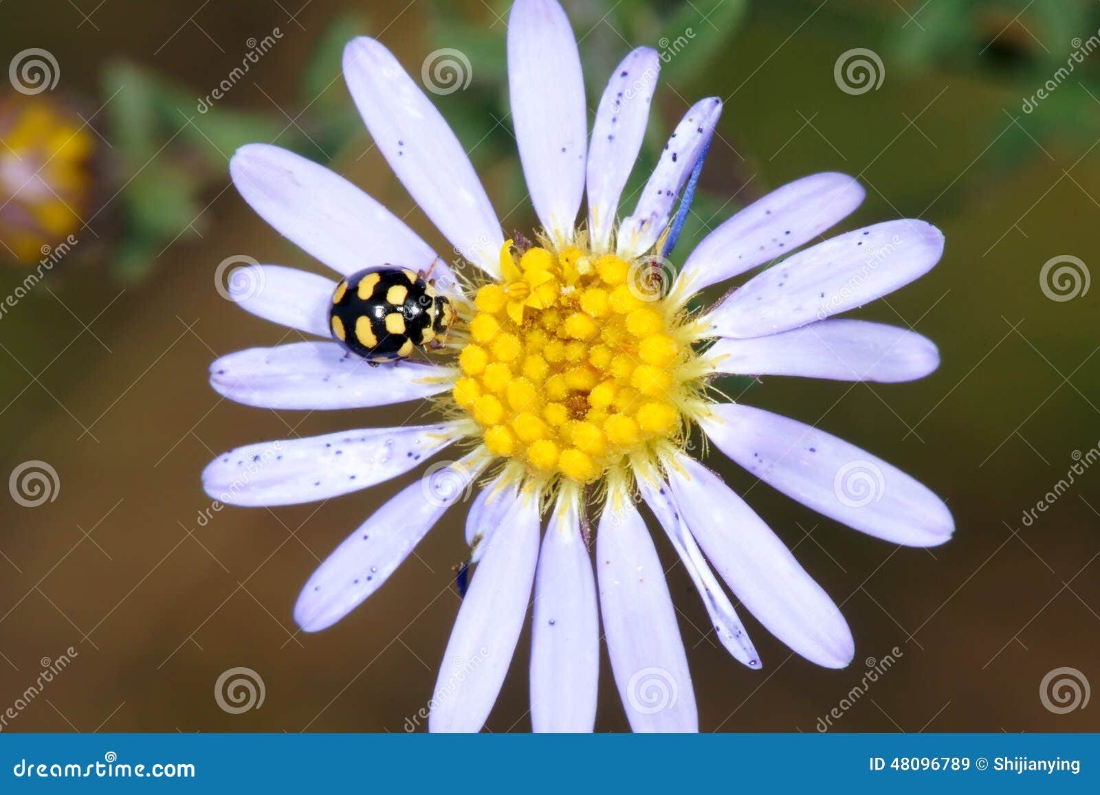 Mum flower and lady bug stock image. Image of flowers - 48096789