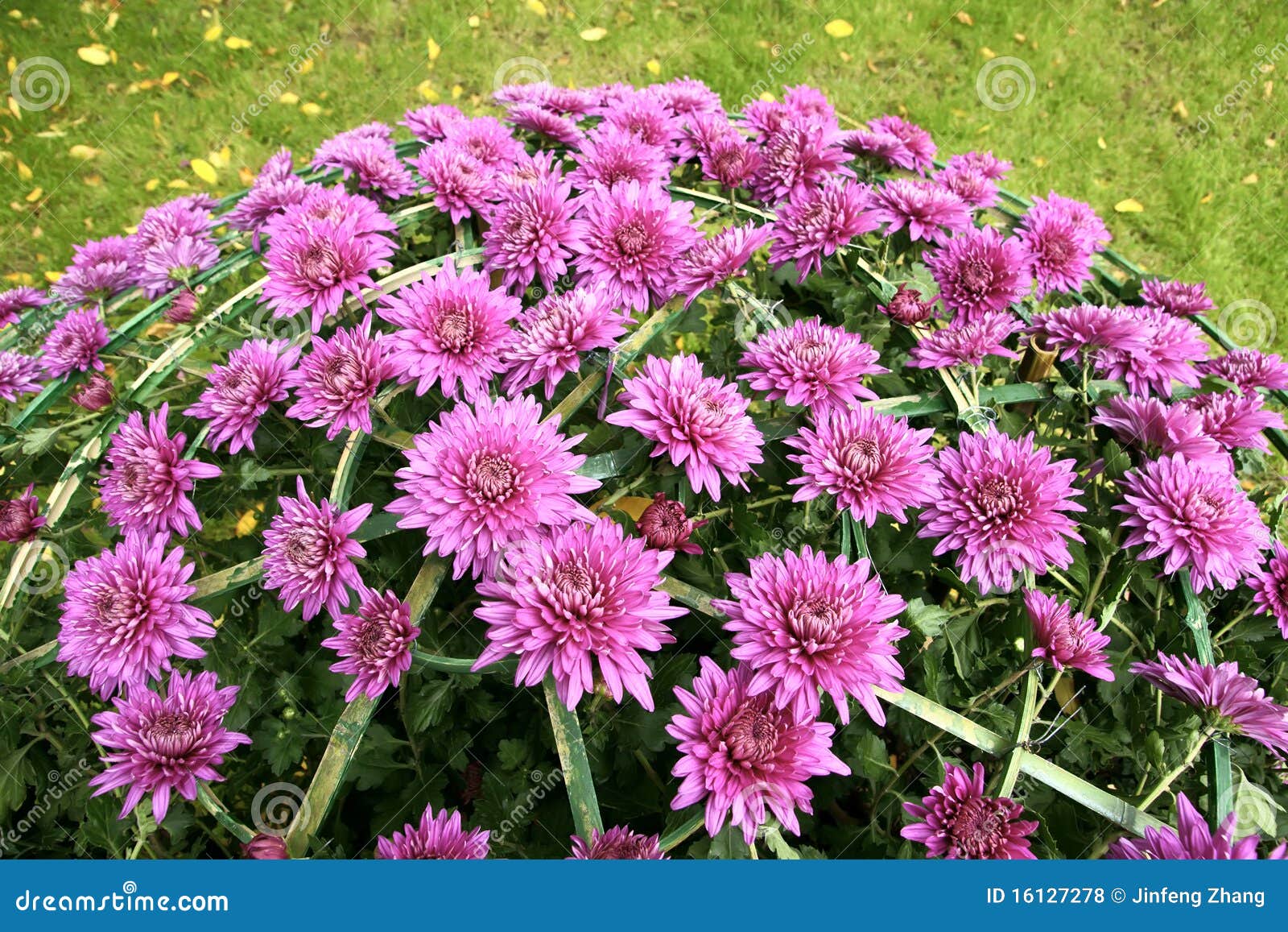 Mum flowers stock photo. Image of blooming, rounded, flowery - 16127278