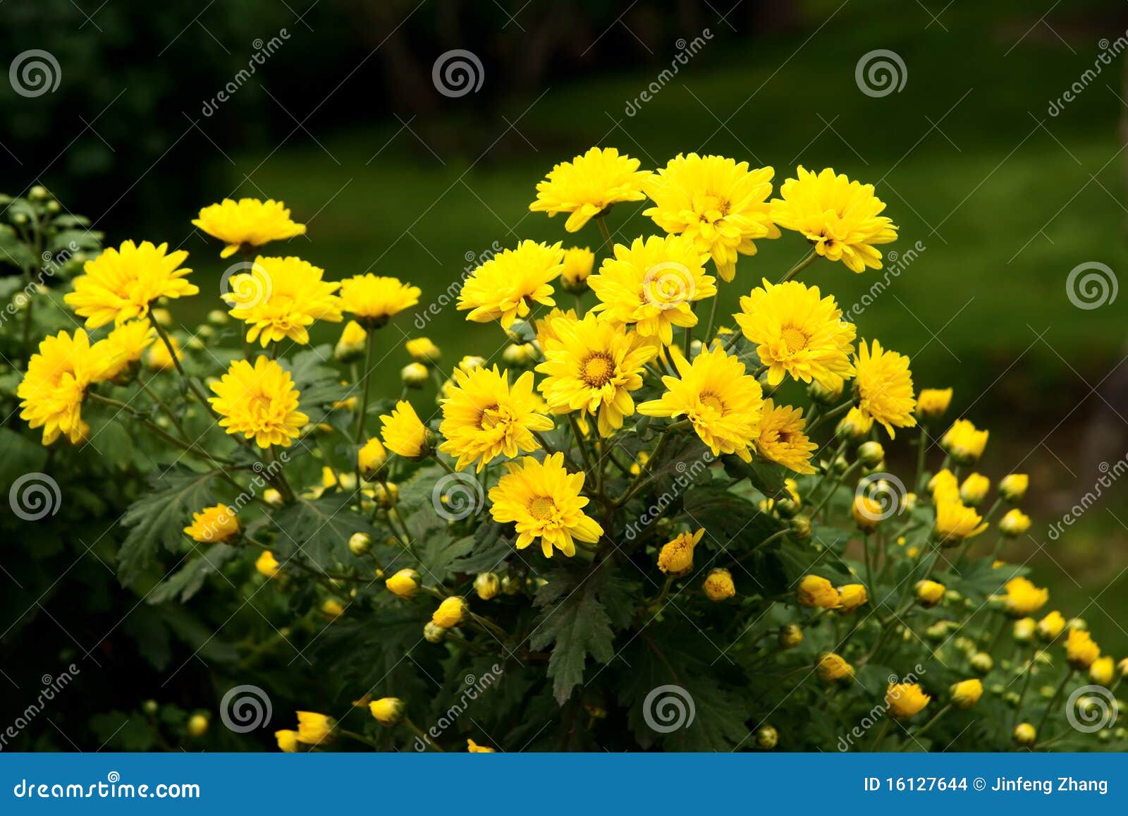 Mum flowers stock photo. Image of blooming, flowers, closeup - 16127644