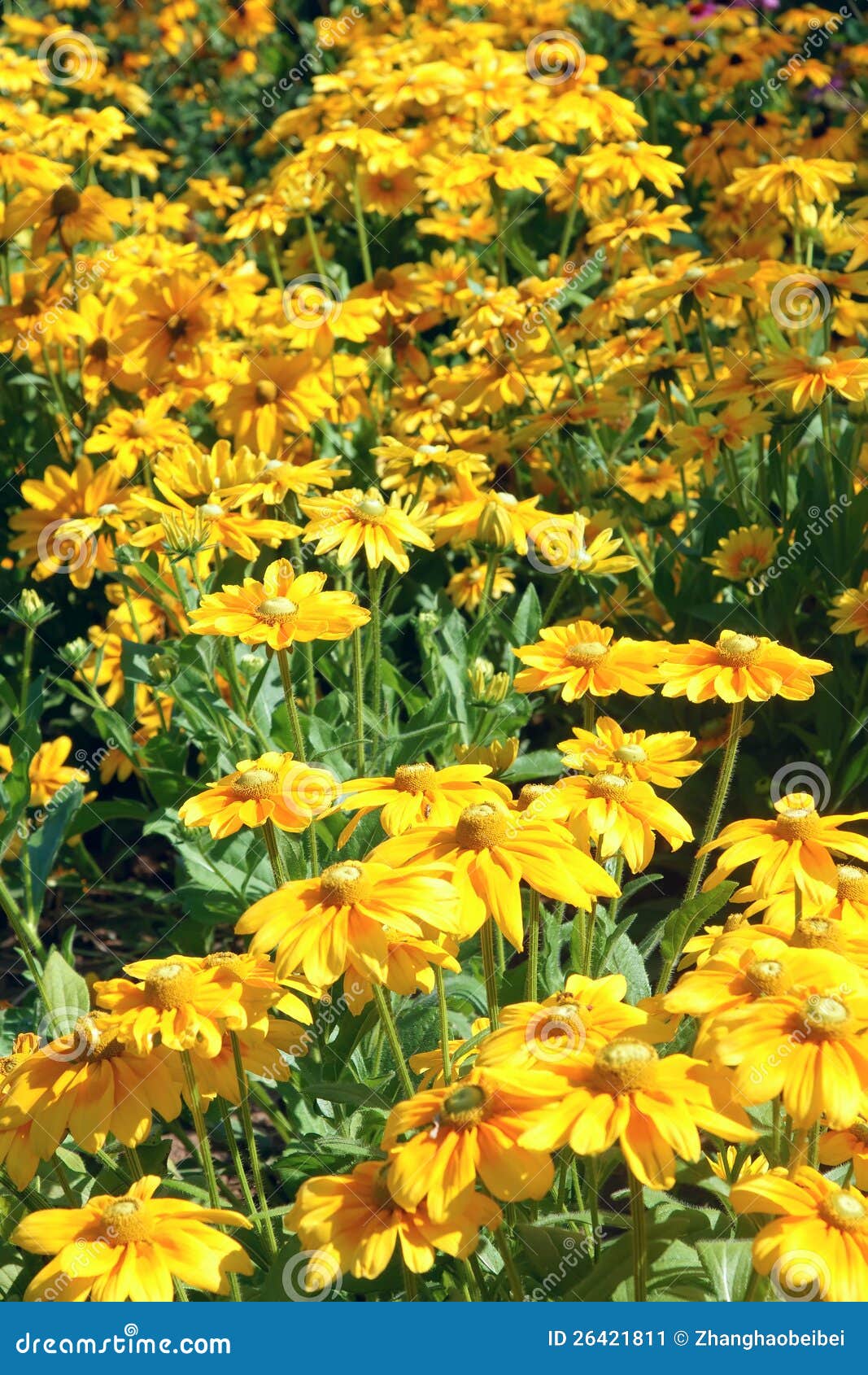 Mum flowers stock image. Image of flower, flowers, hybrida - 26421811