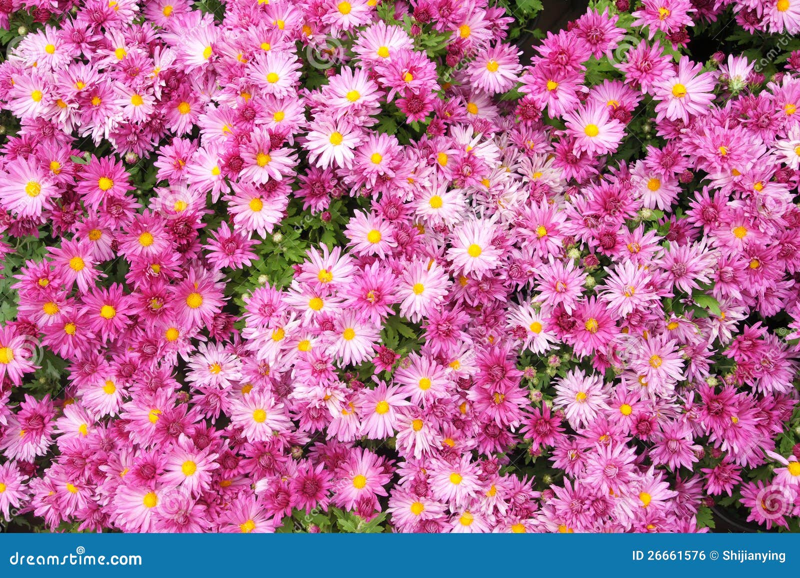 Mum flowers stock photo. Image of flower, bloom, garden - 26661576