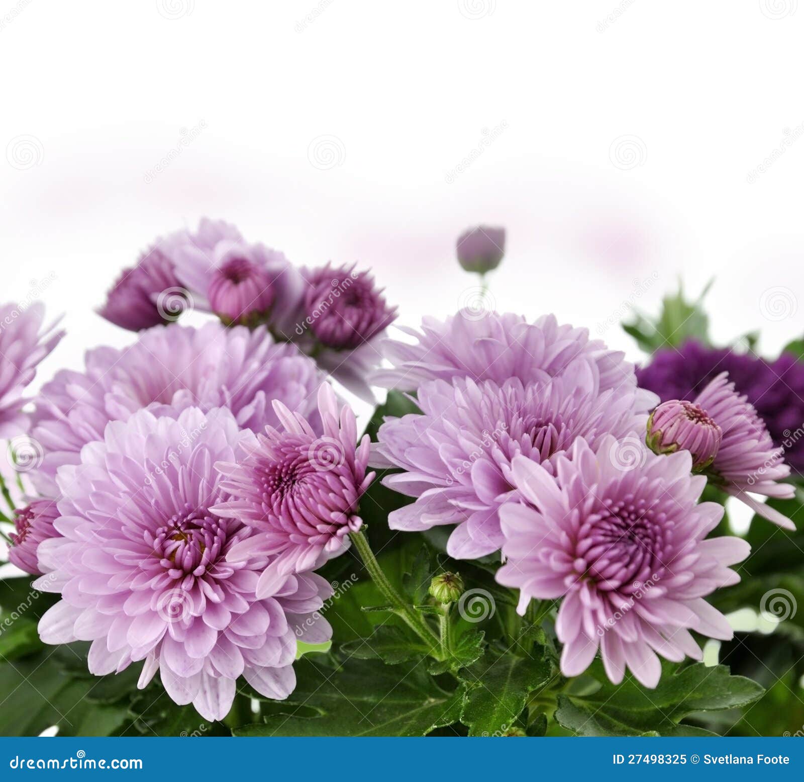 Mum Flowers stock image. Image of garden, purple, plant - 27498325
