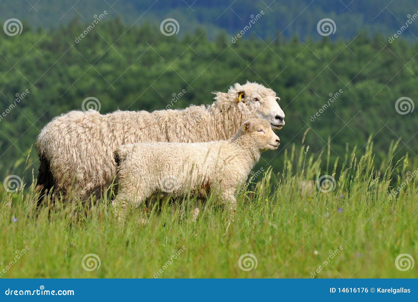 Mum Sheep and Her Baby Lamb Stock Photo - Image of farm, lamb: 14616176