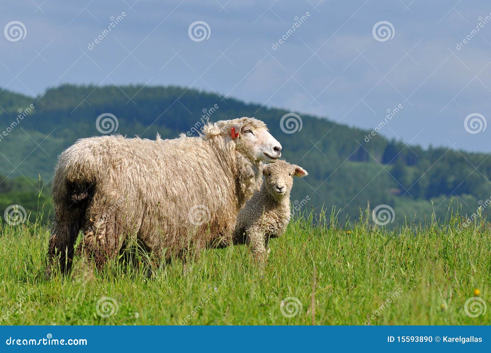 Mum Sheep and Her Baby Lamb Stock Photo - Image of little, mammal: 15593890
