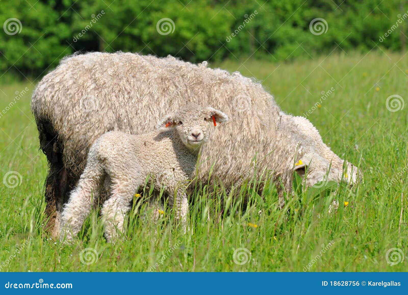 Mum Sheep And Her Baby Lamb Stock Photo - Image of affectionate, animal ...