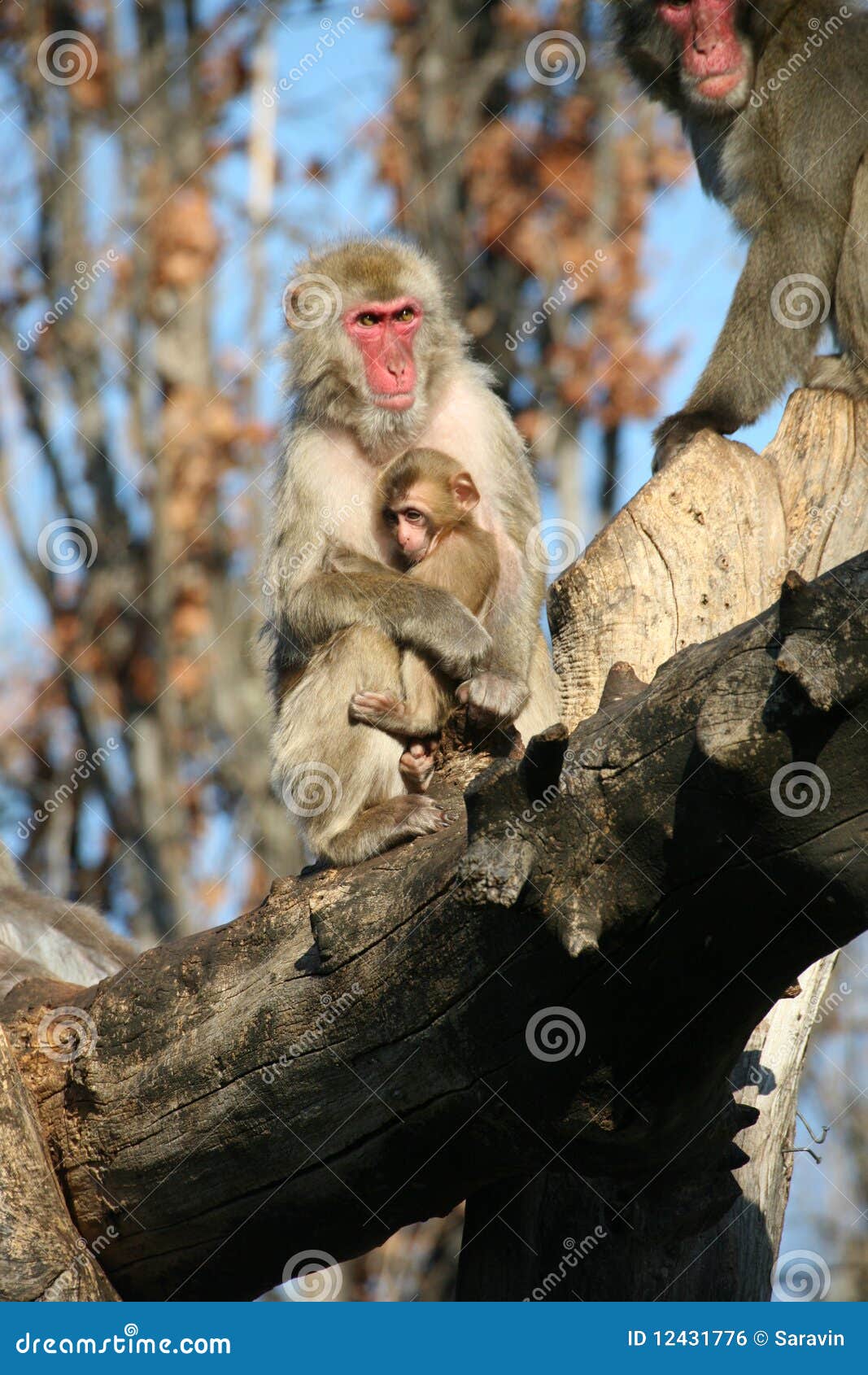 Mum and son. Monkeys stock photo. Image of tree, monkey - 12431776