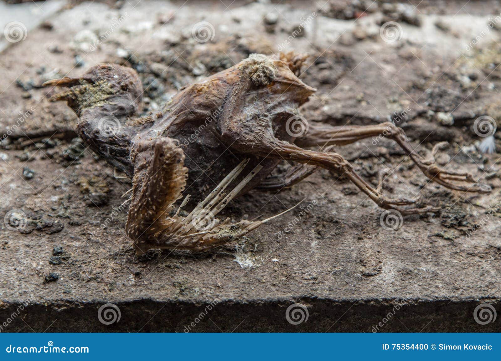 Mummified Corpse Of Urban Pigeon Royalty-Free Stock Image ...