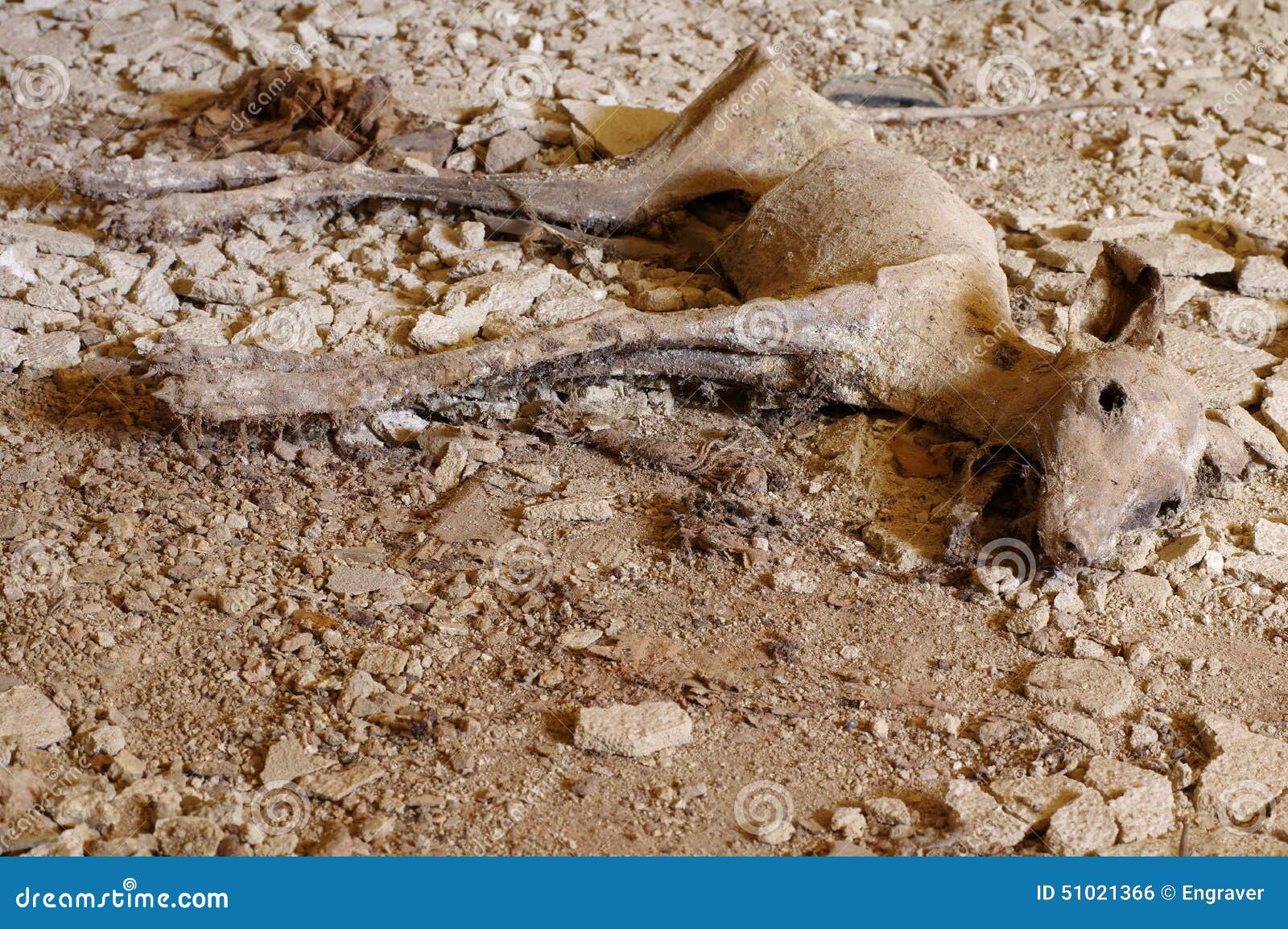 Mummified dog stock photo. Image of sufferance, body - 51021366