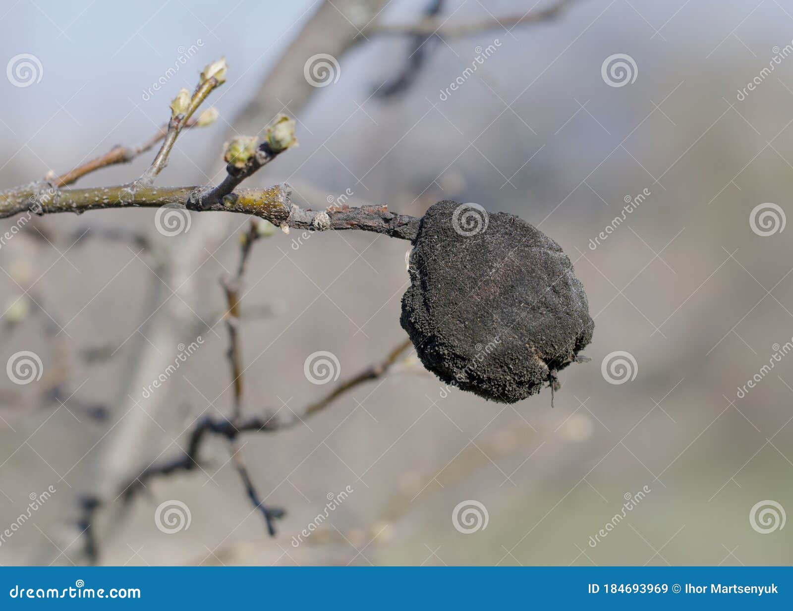 Mummified Tree Hot Springs-Yellowstone Royalty-Free Stock Photography ...