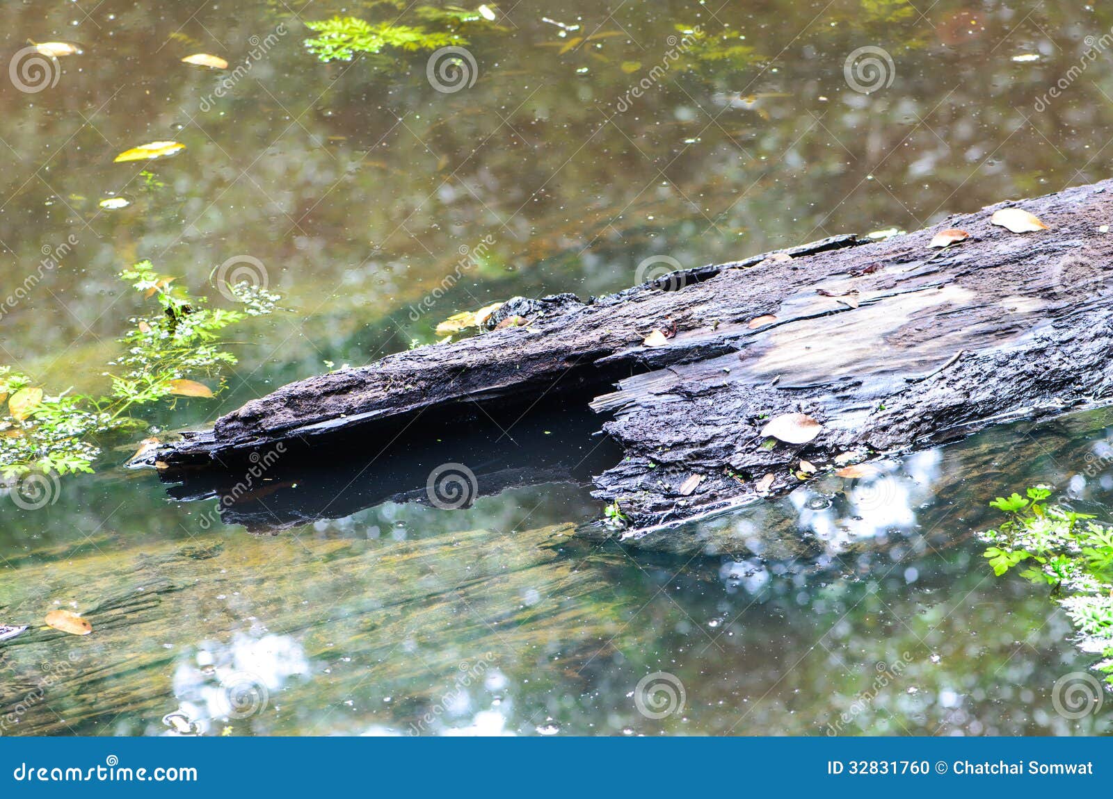 Mummified trees stock photo. Image of surface, brown - 32831760