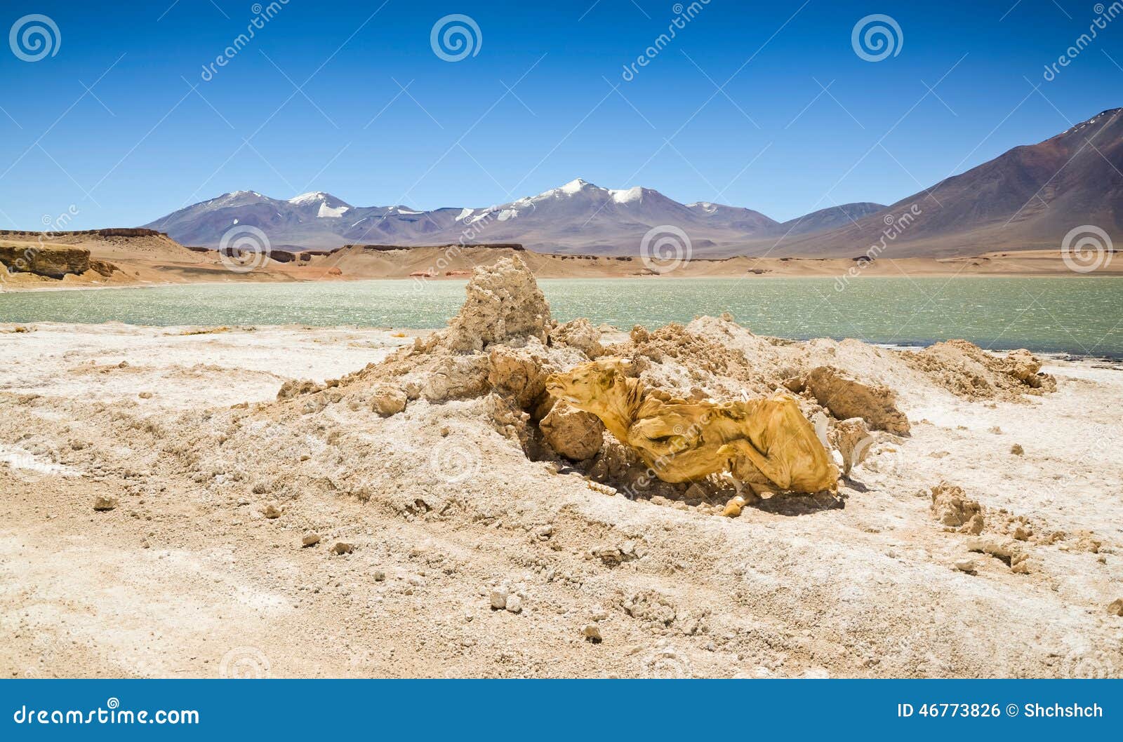Mummy stock photo. Image of andes, green, ohos, desert - 46773826