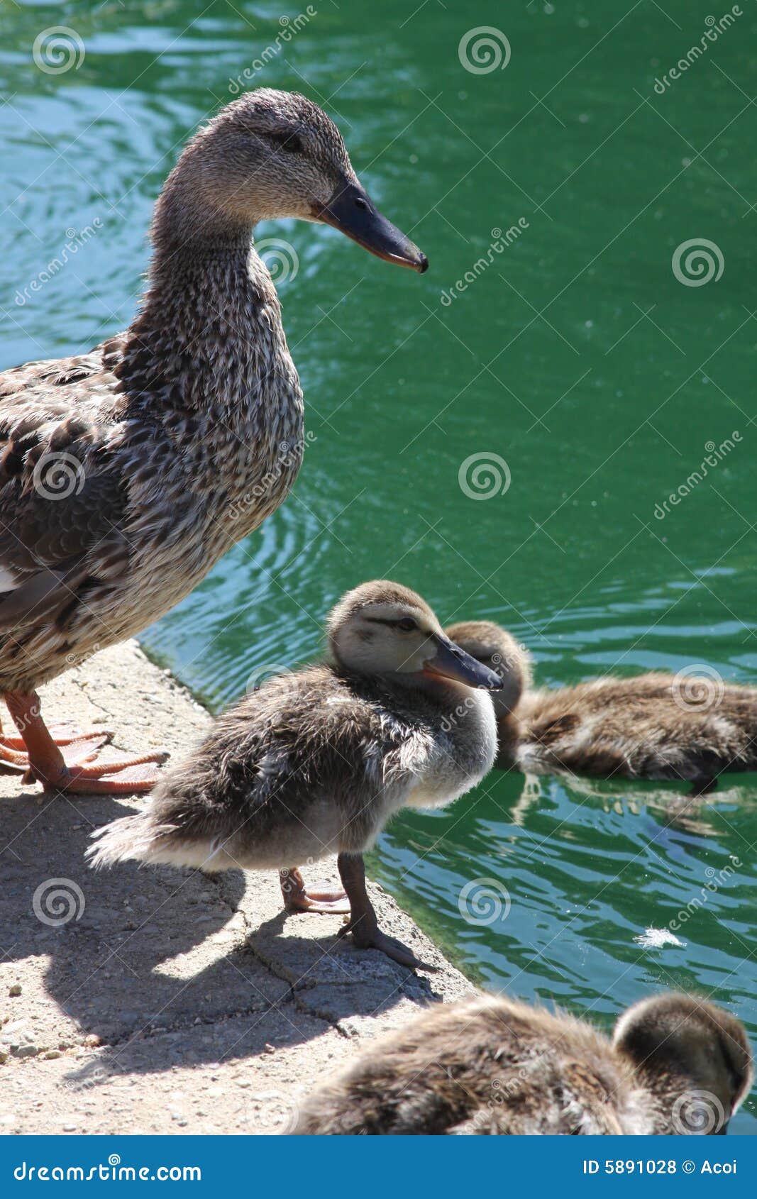 Mummy Duck With Ducklings Stock Photo | CartoonDealer.com #5891028