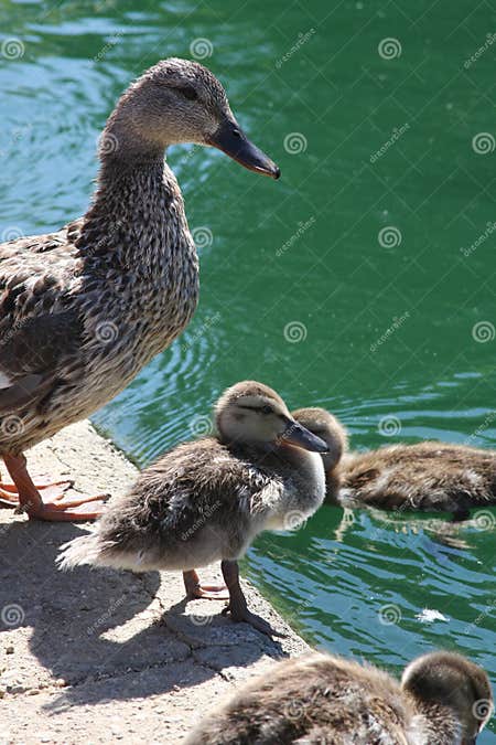 Mummy duck with ducklings stock photo. Image of group - 5891028