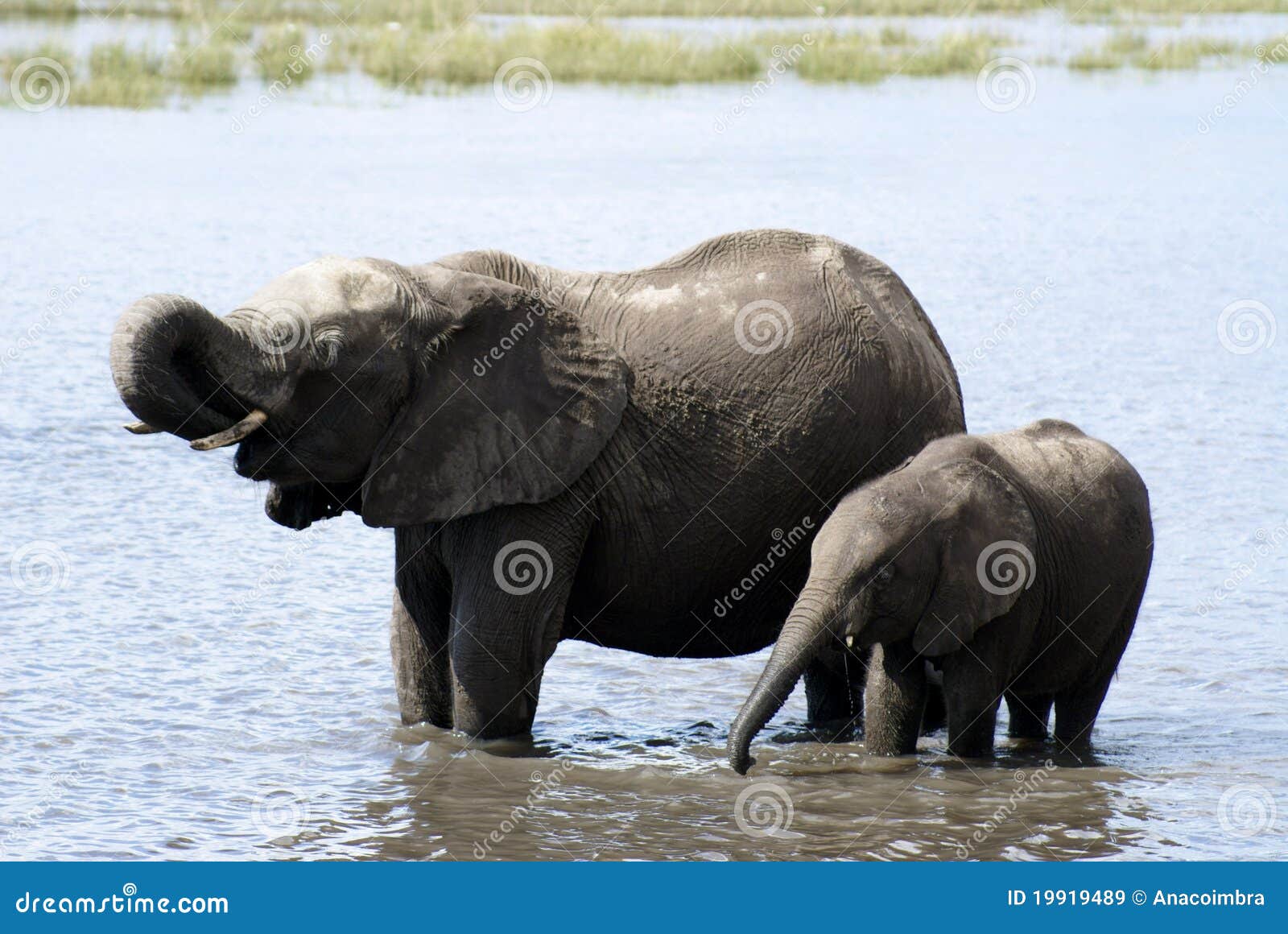 Mummy Elephant and Baby stock image. Image of huge, fight - 19919489