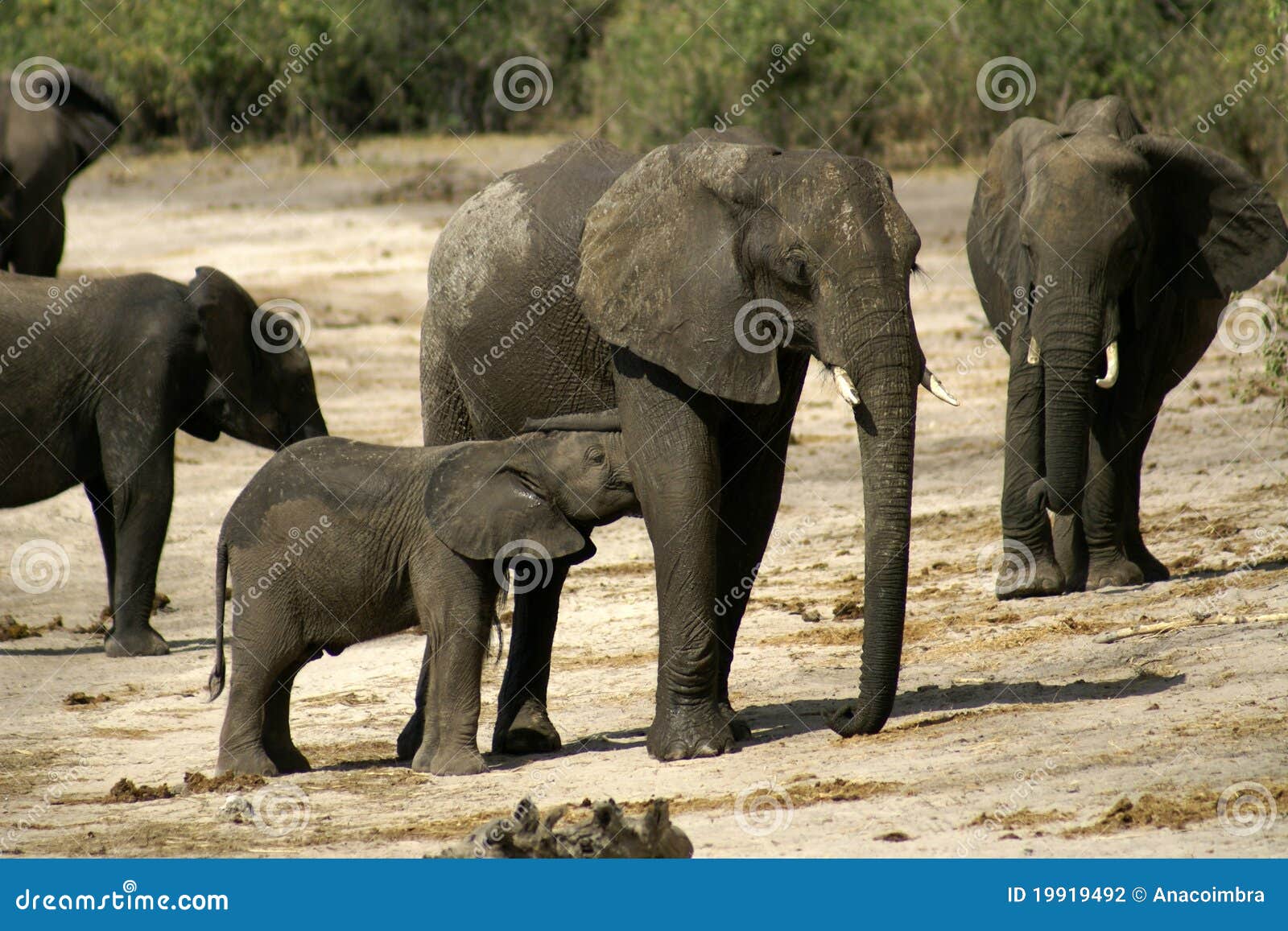 Mummy Elephant and Baby stock photo. Image of activity - 19919492