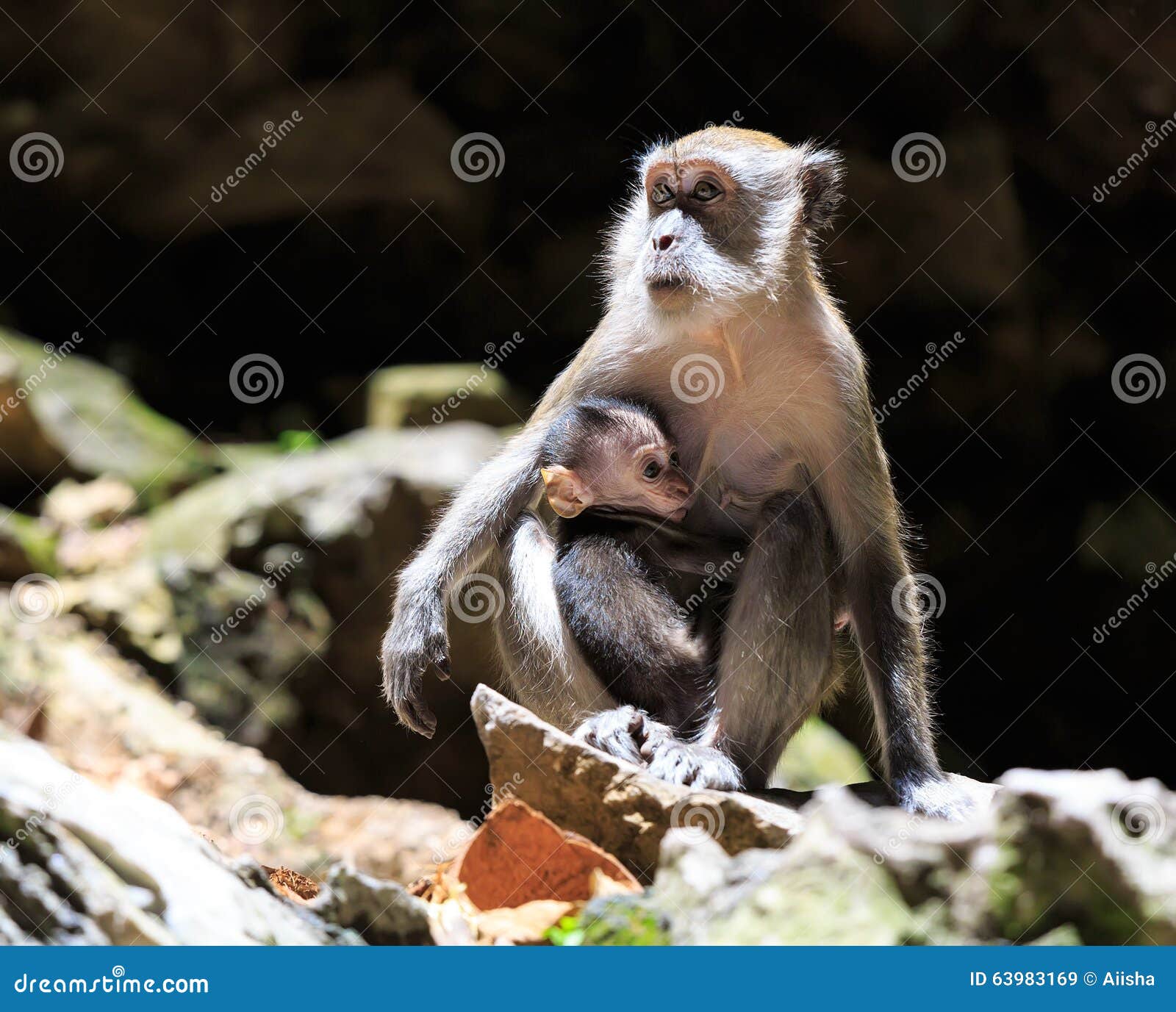 Mummy monkey with a child stock image. Image of mammal - 63983169